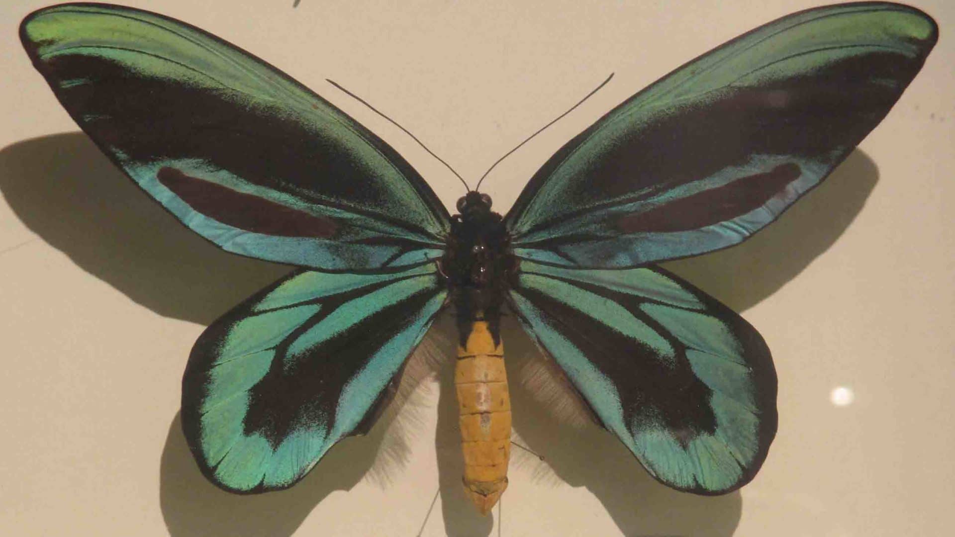 Largest Butterfly - 1920x1080 Wallpaper - teahub.io