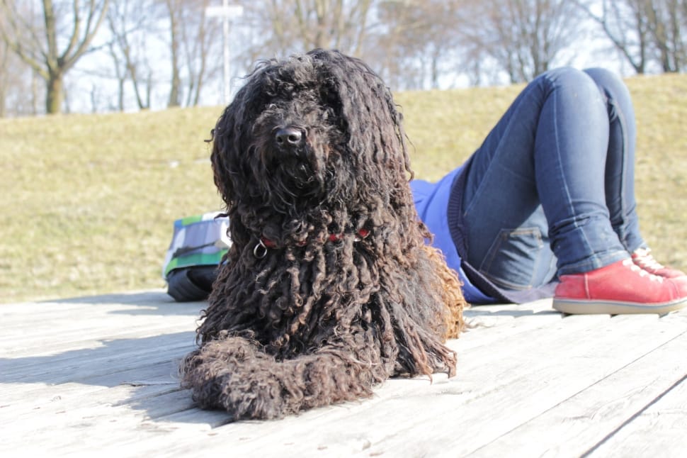 Black Puli Preview - Bouvier Des Flandres Newfoundland Cross - 970x646 ...