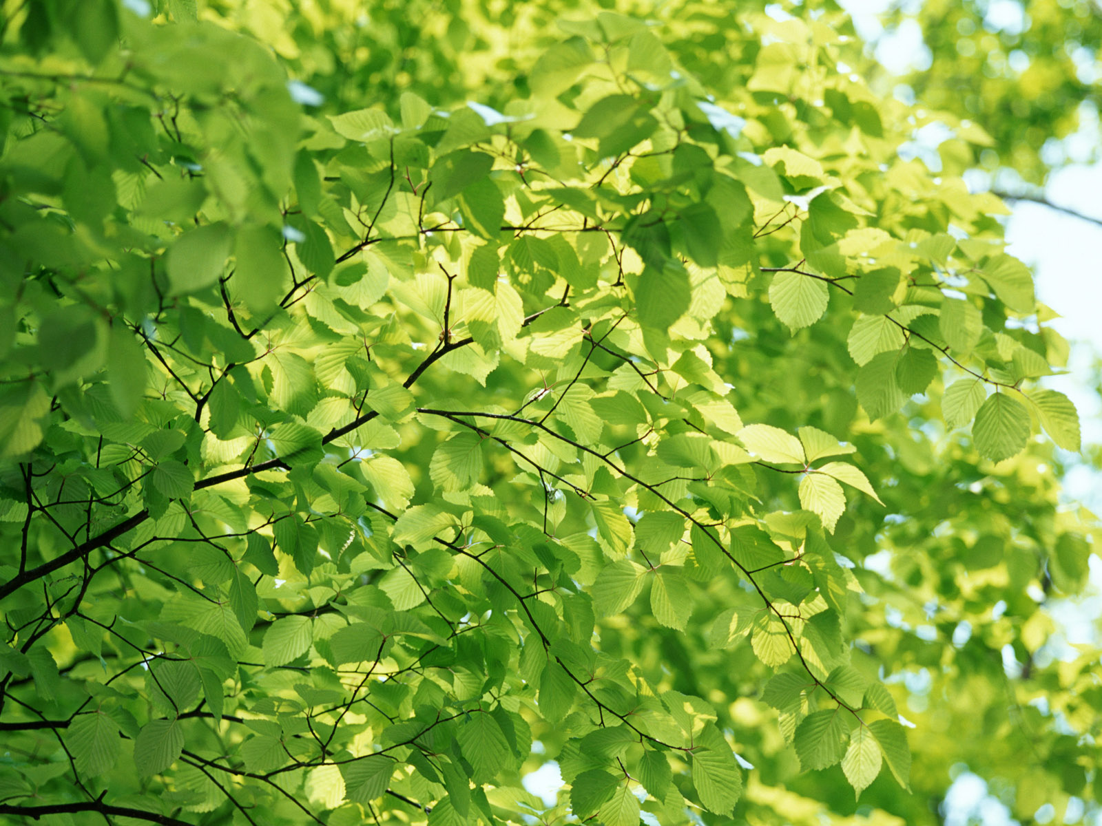 Wallpaper Green Background - Green Leaves Tree Background - 1600x1200 ...