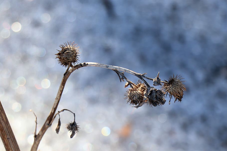Winter, Thistle, Nature, Coldly, Snow, Scratchy, Flora, - Macro ...