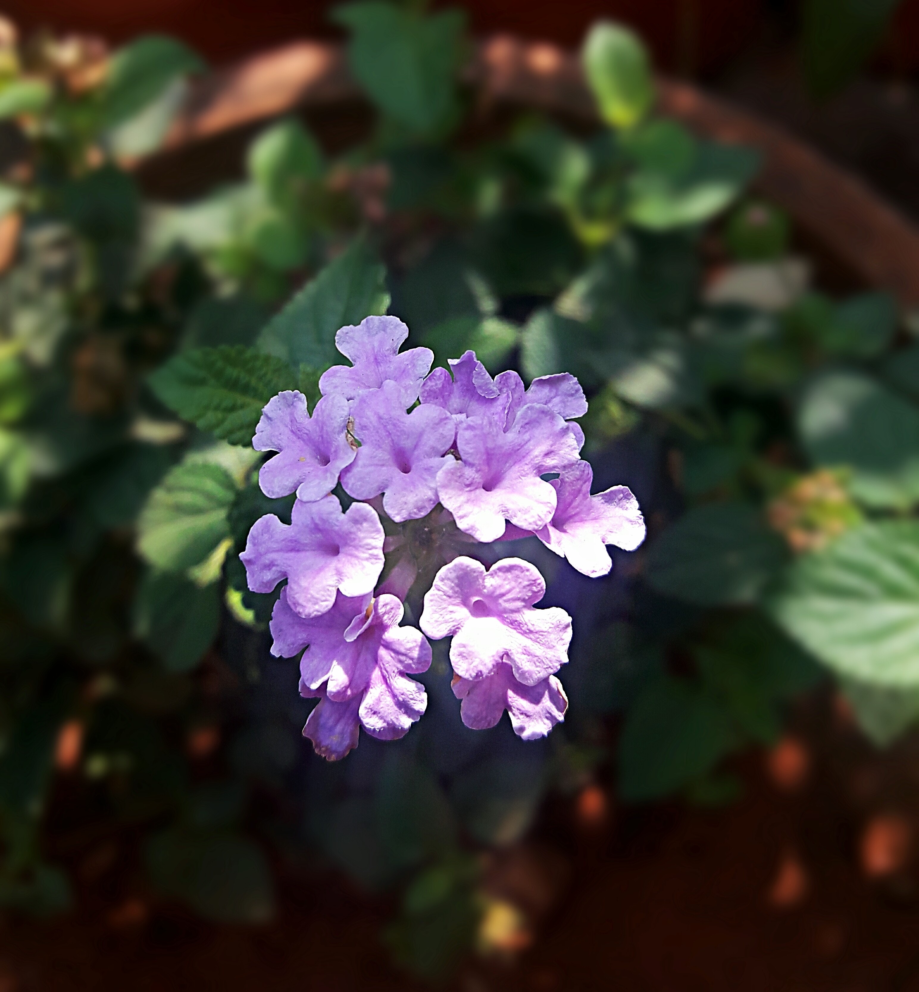 Bunga Warna Ungu Muda - 3088x3336 Wallpaper - teahub.io