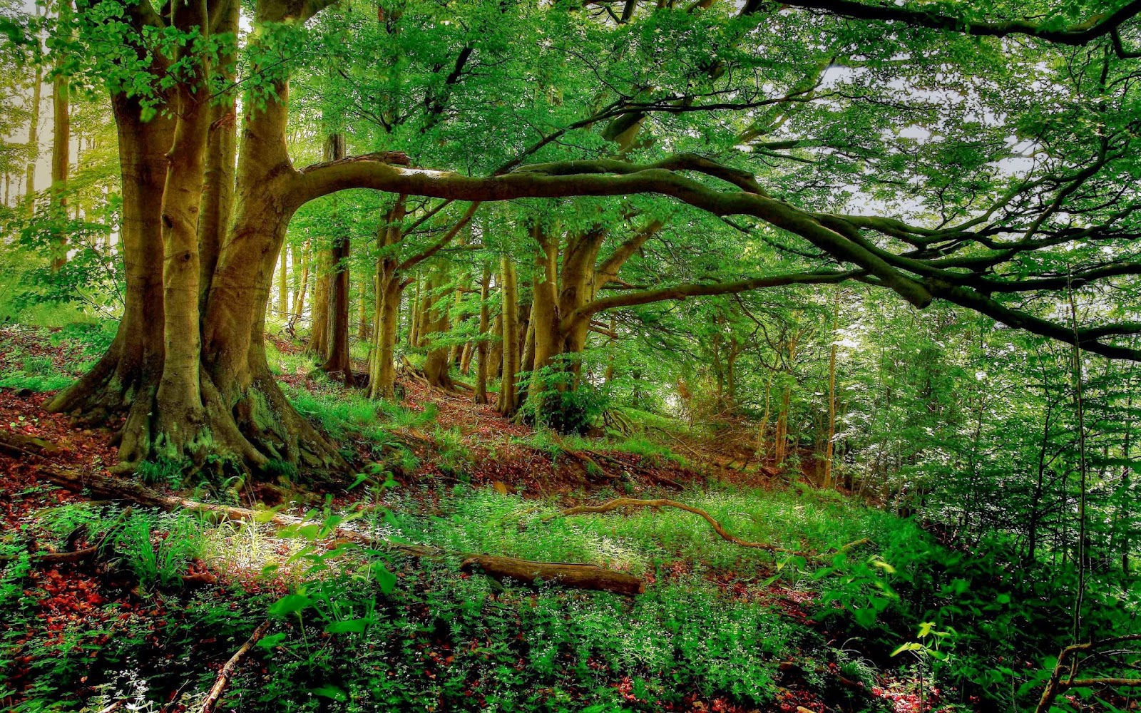 Good Forest Background - 1600x1000 Wallpaper - teahub.io