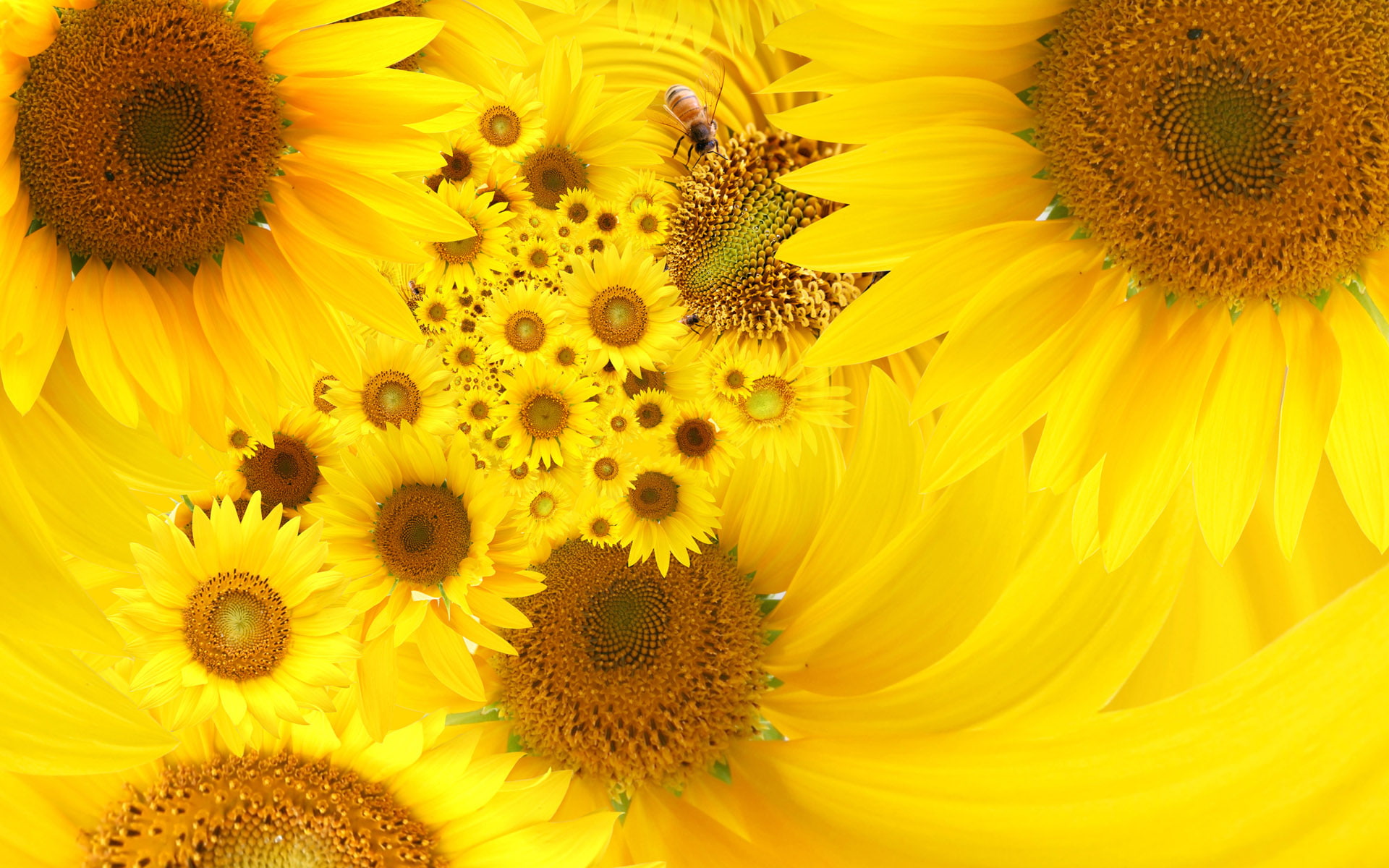 Vintage Sunflower High Definition - 1920x1200 Wallpaper - teahub.io