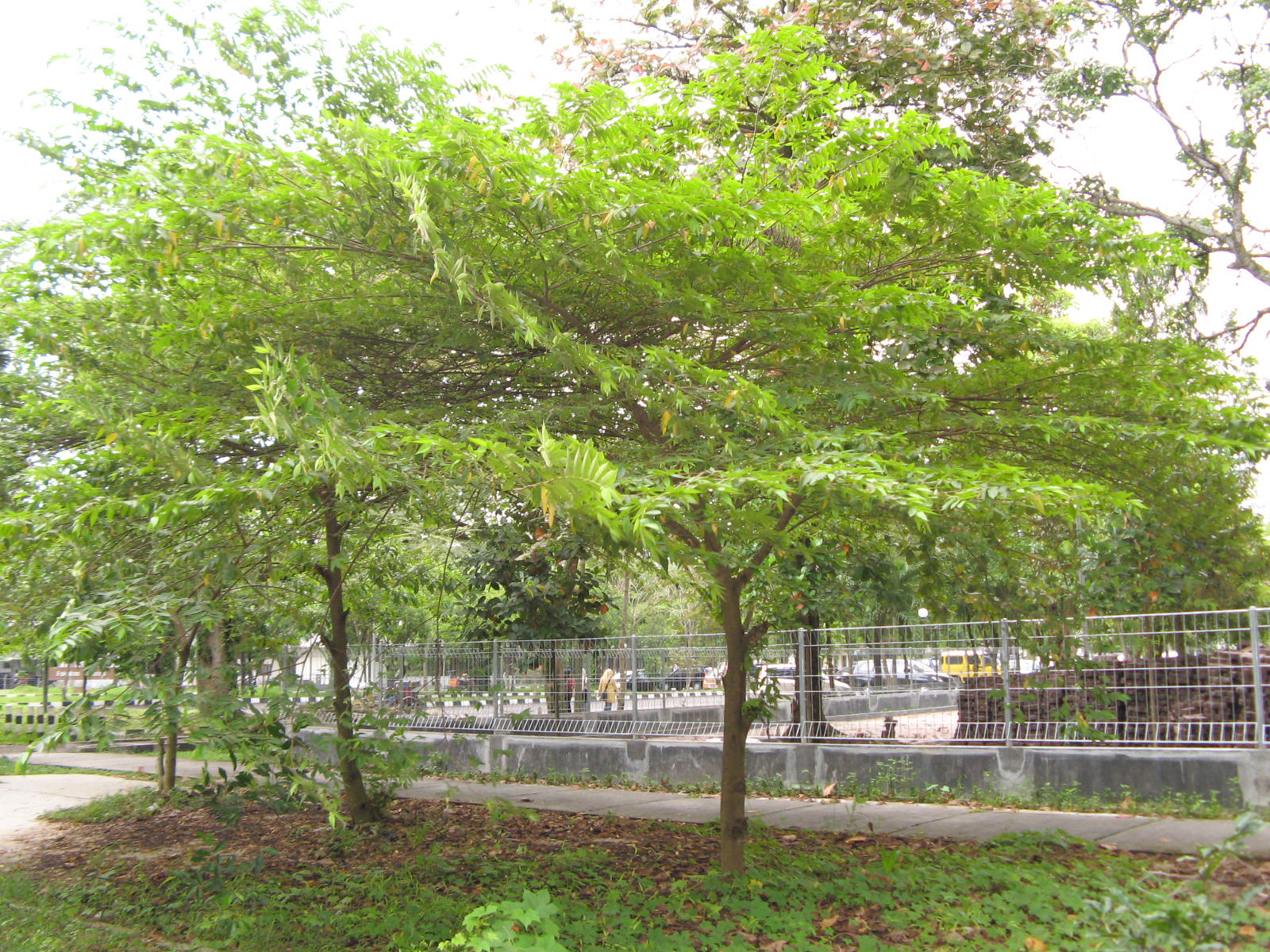 Kersen - Nama Latin Pohon Kersen - 1600x1200 Wallpaper - teahub.io