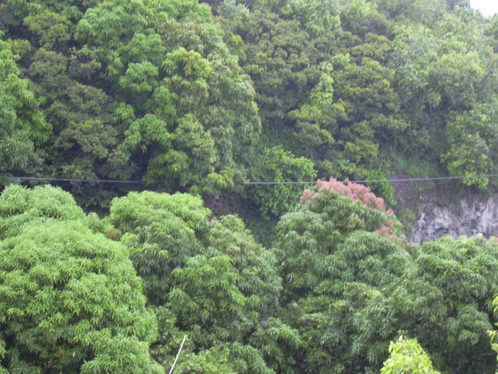 Old-growth Forest - 1024x768 Wallpaper - teahub.io