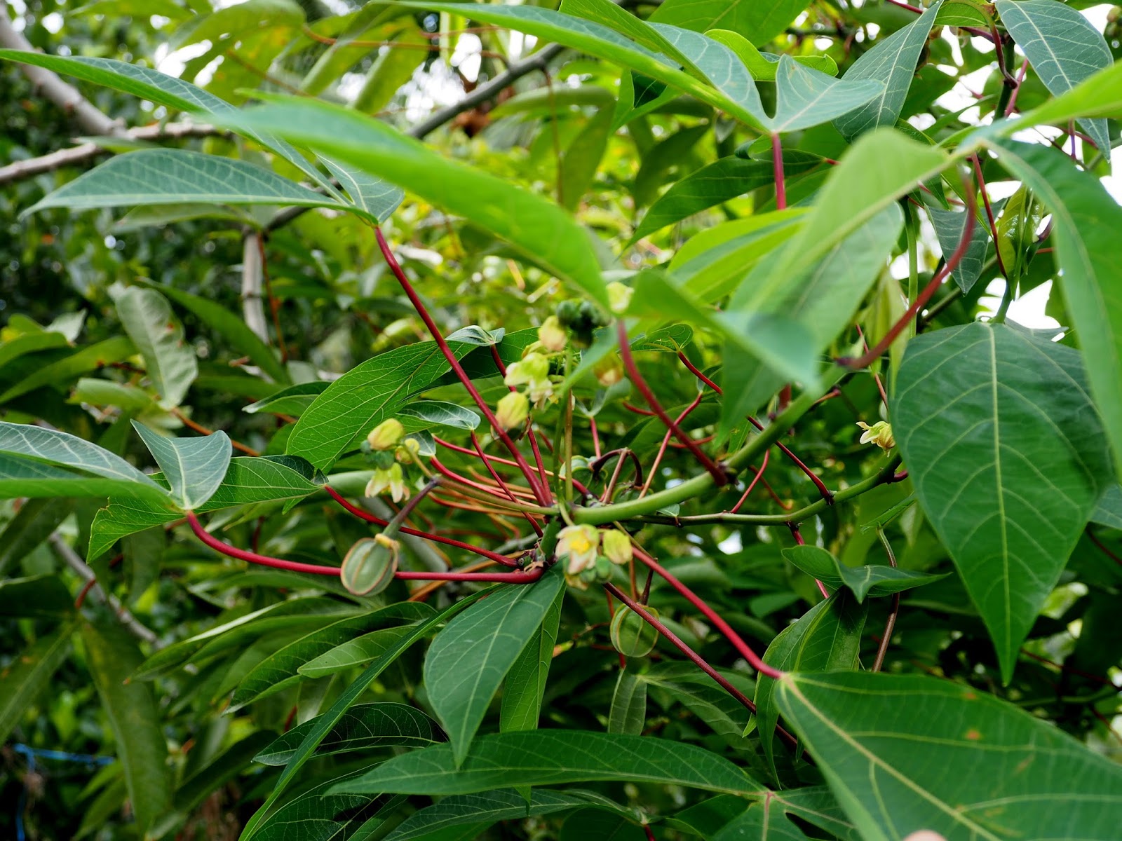 Bunga Ubi Kayu - Tree - 1600x1200 Wallpaper - teahub.io