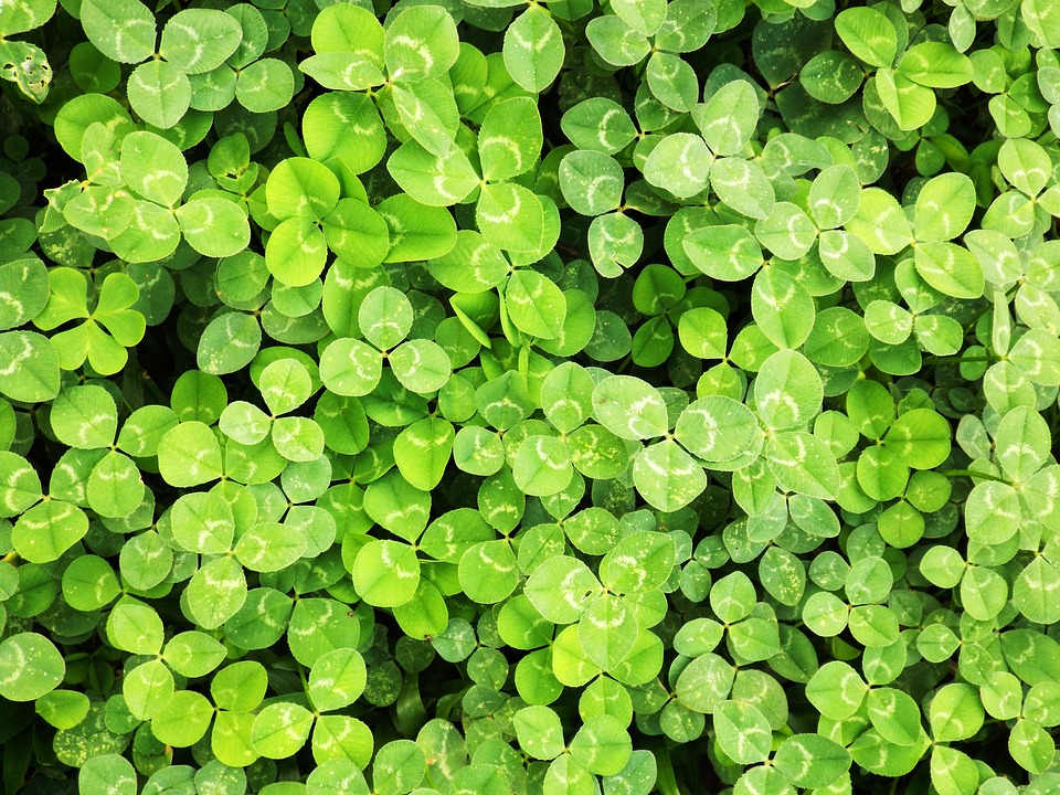 Moisture - 960x720 Wallpaper - teahub.io