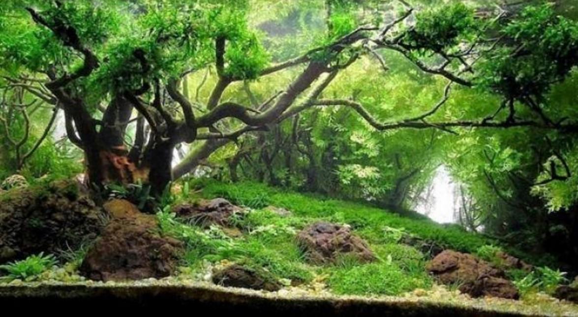 Forest Planted Tank - 1175x645 Wallpaper - teahub.io