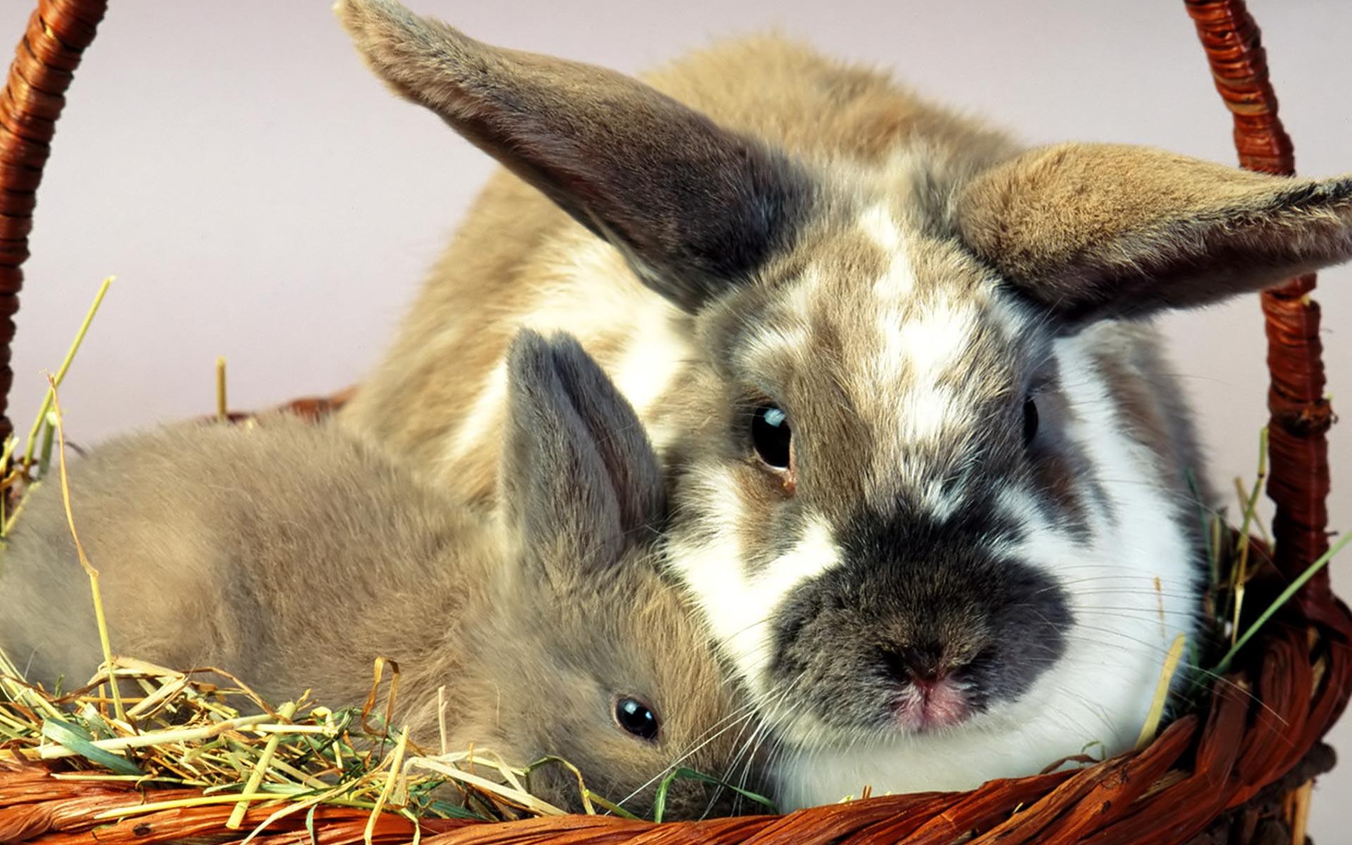 Cute Pair Of Rabbits - Заяц В Корзине - 1920x1200 Wallpaper - teahub.io