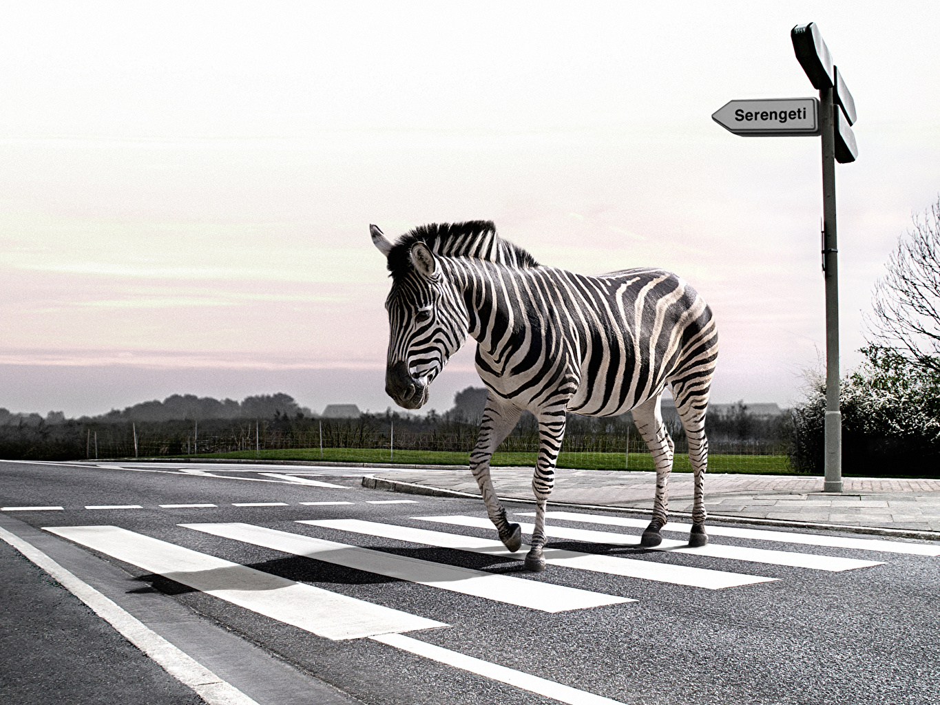Zebra Crossing A Zebra Crossing - 1365x1024 Wallpaper - teahub.io