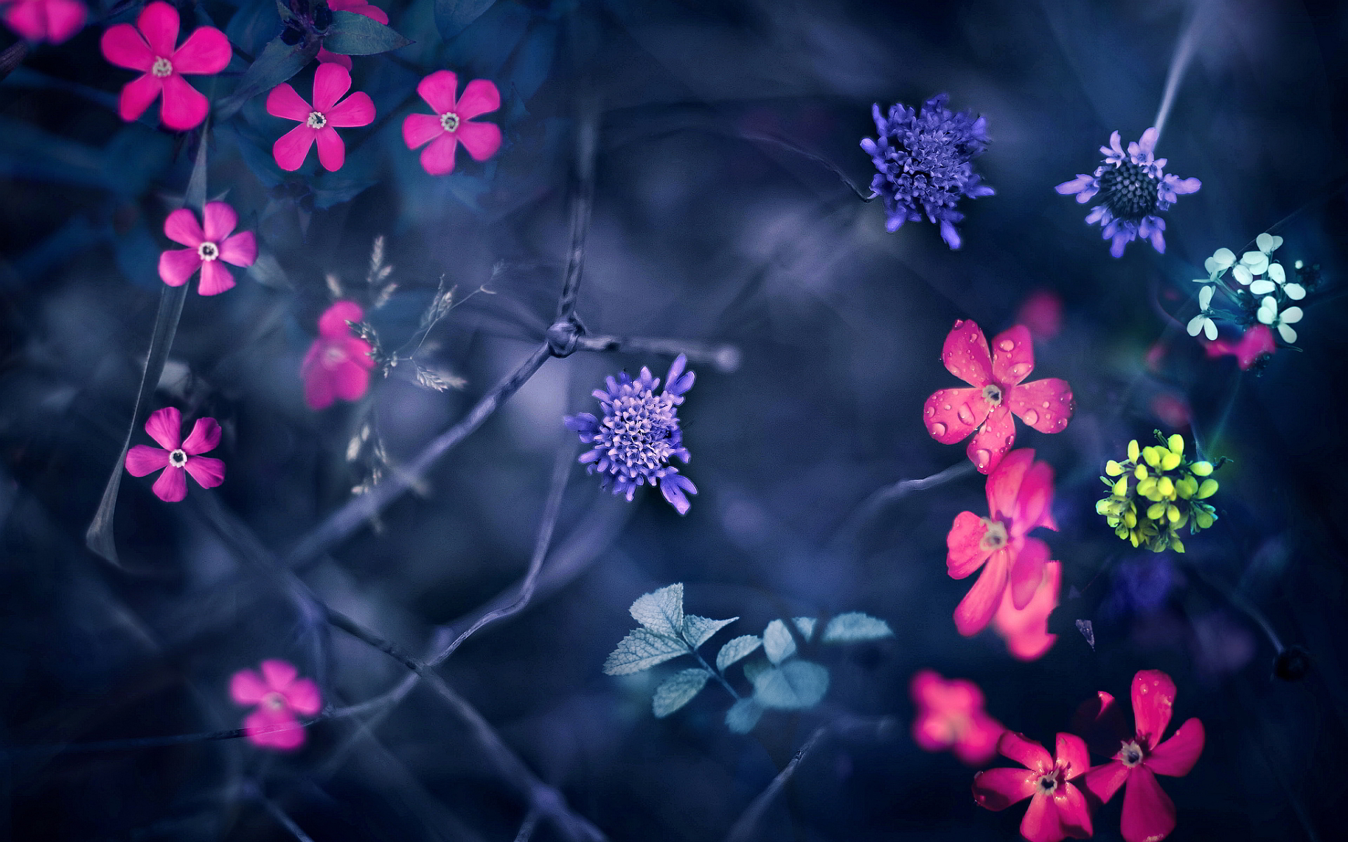 Flowers Hd Wallpaper, Creative Flowers Hd Wallpapers - Hd Wallpaper ...