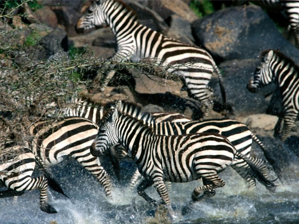 Zebras Running Wallpaper