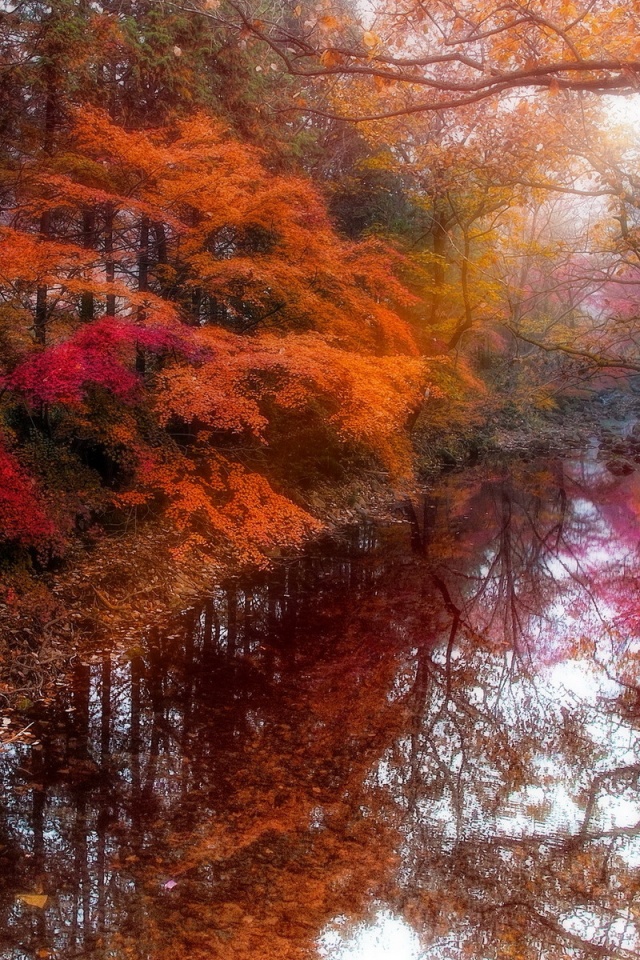 Beautiful Autumn Forest - 640x960 Wallpaper - teahub.io