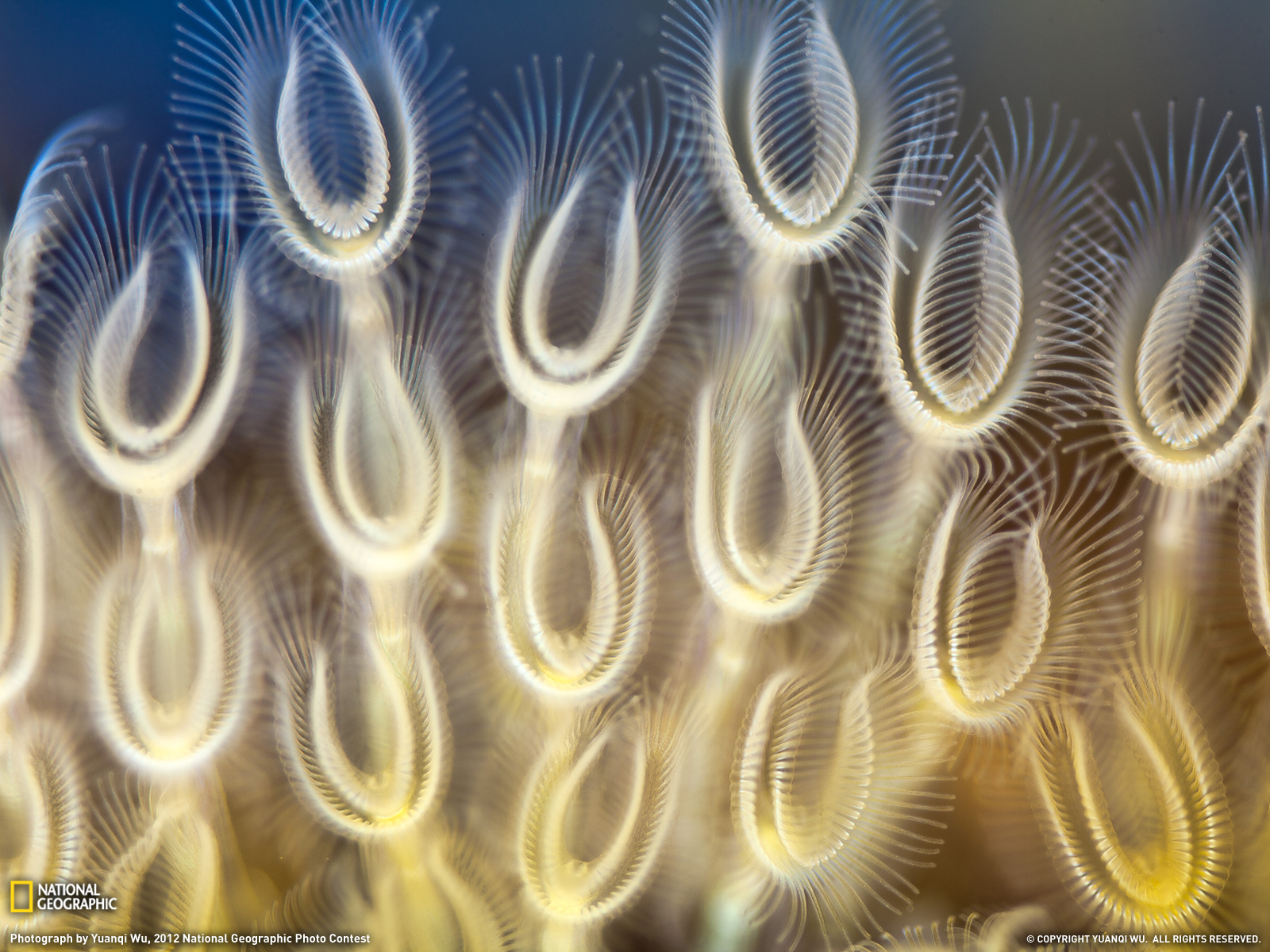 Mollusks National Geographic - 1600x1200 Wallpaper - teahub.io