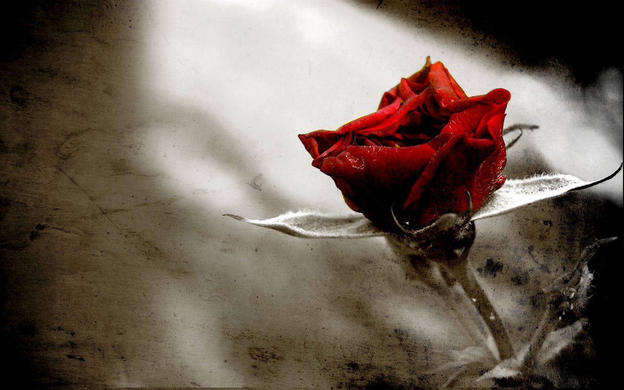 Gothic Rose Hd Desktop Wallpaper - Gothic Red Rose - 1280x800 Wallpaper ...