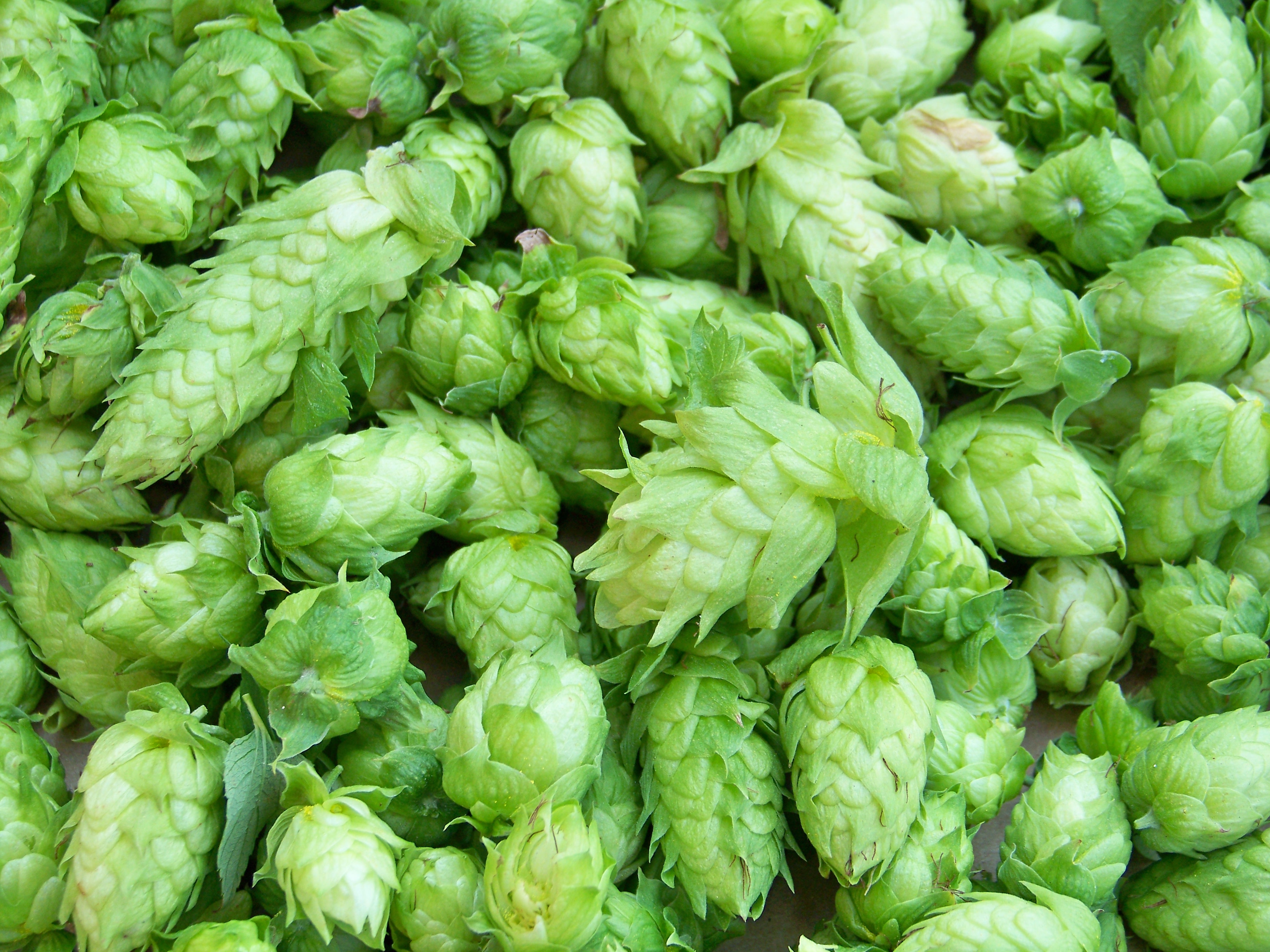 Beer Humulus Lupulus - 3648x2736 Wallpaper - teahub.io