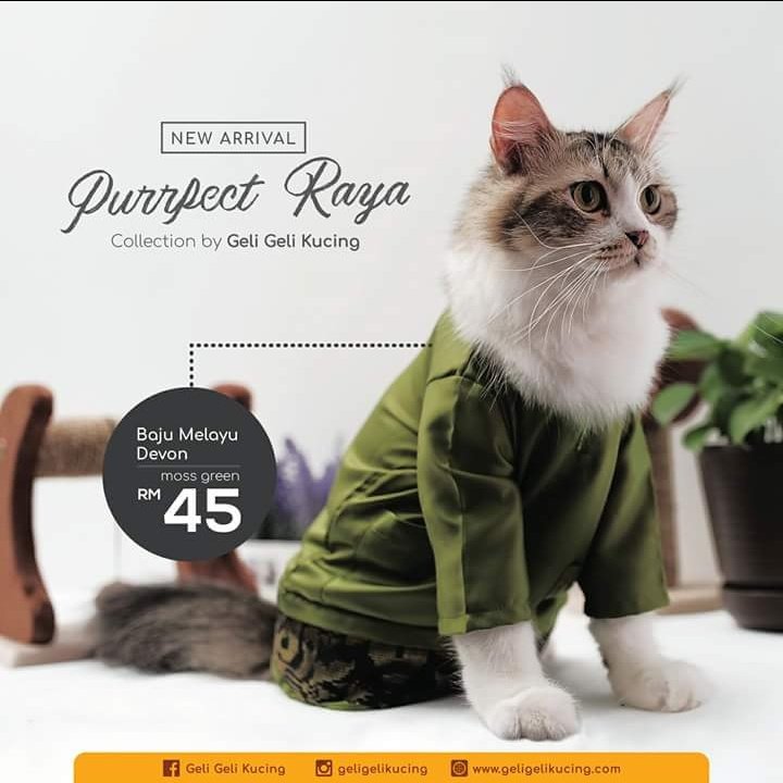 Baju Raya For Cats - 720x720 Wallpaper - teahub.io