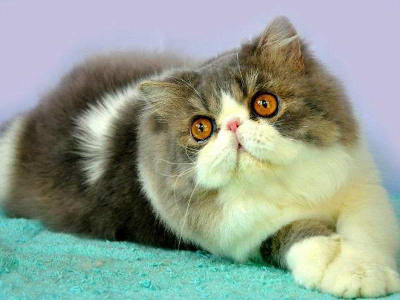 Persian Cat Peaknose - 800x600 Wallpaper - teahub.io