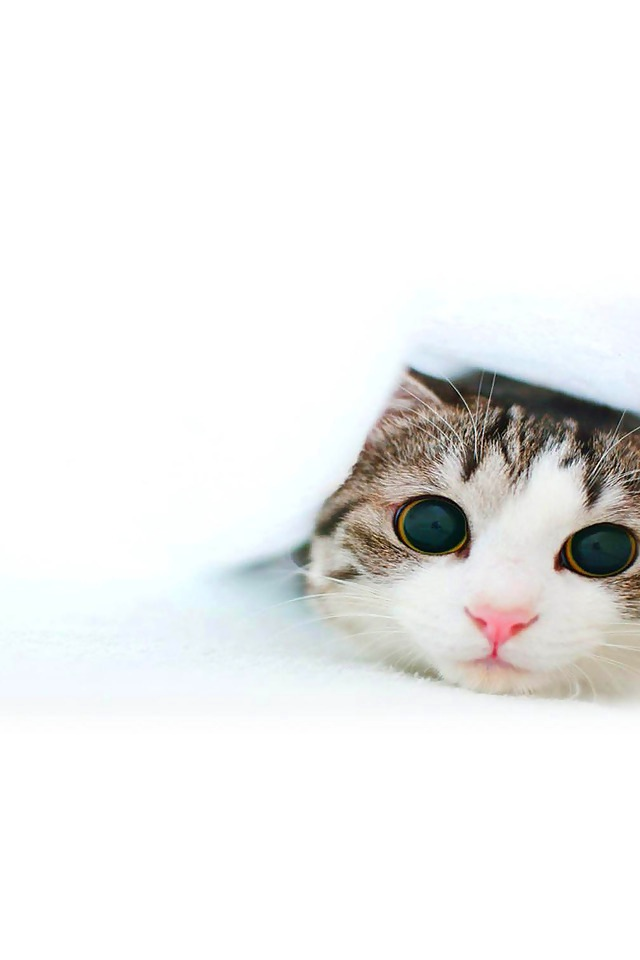 Bg Cat - 640x960 Wallpaper - teahub.io