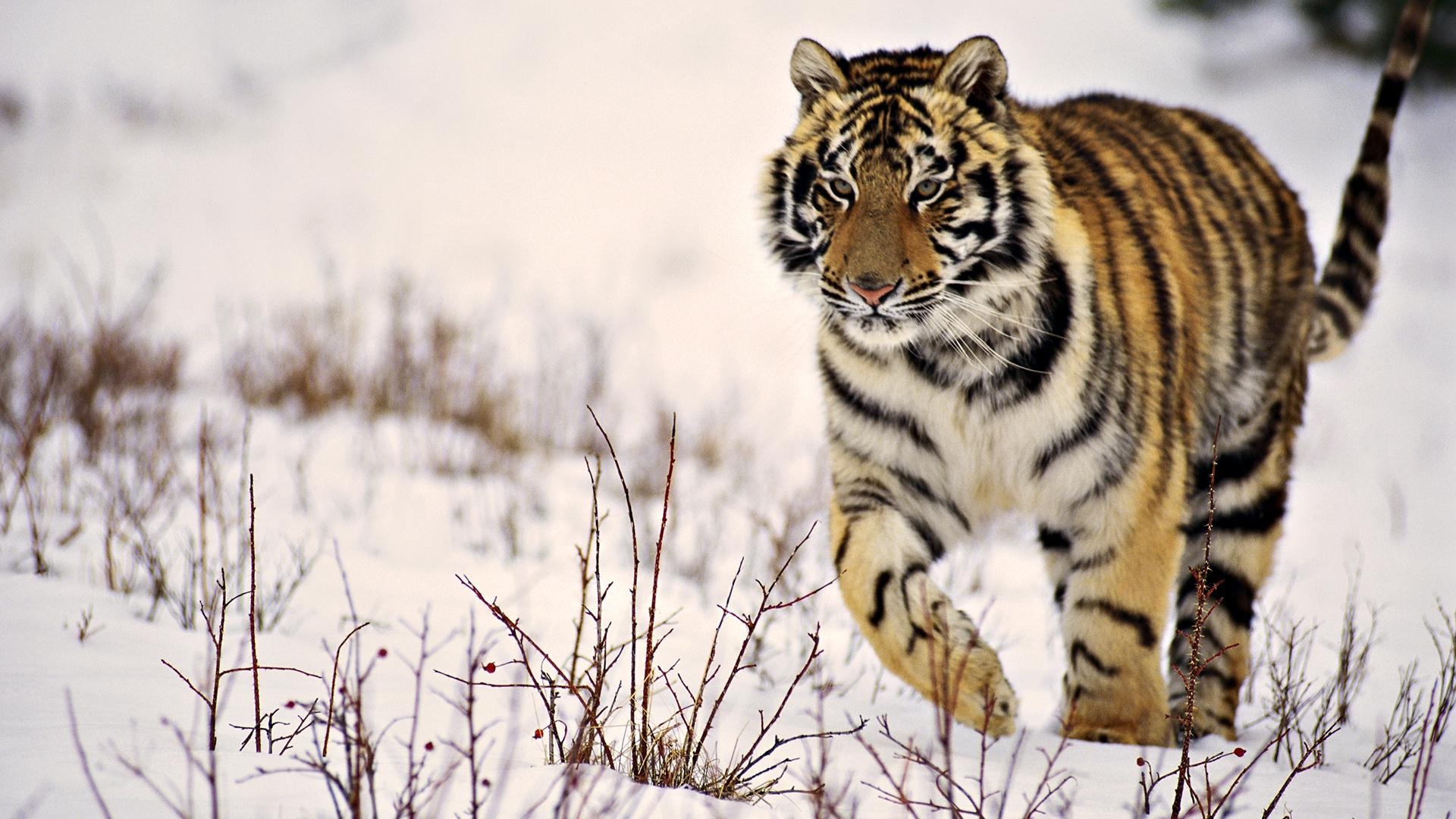 Strange Snow Tiger - 1920x1080 Wallpaper - teahub.io