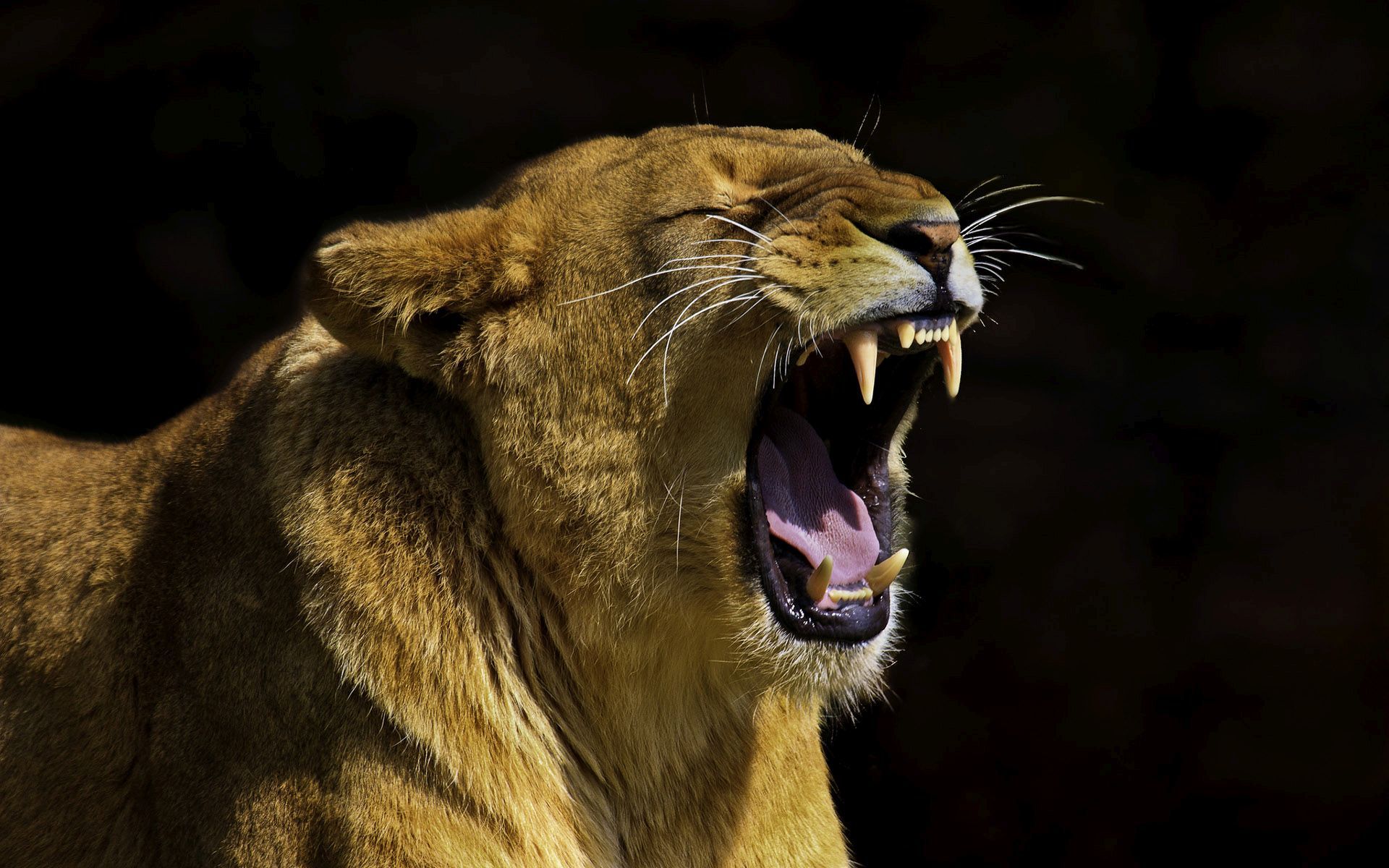 Angry Lion Wallpaper - Wallpaper - 1920x1200 Wallpaper - teahub.io