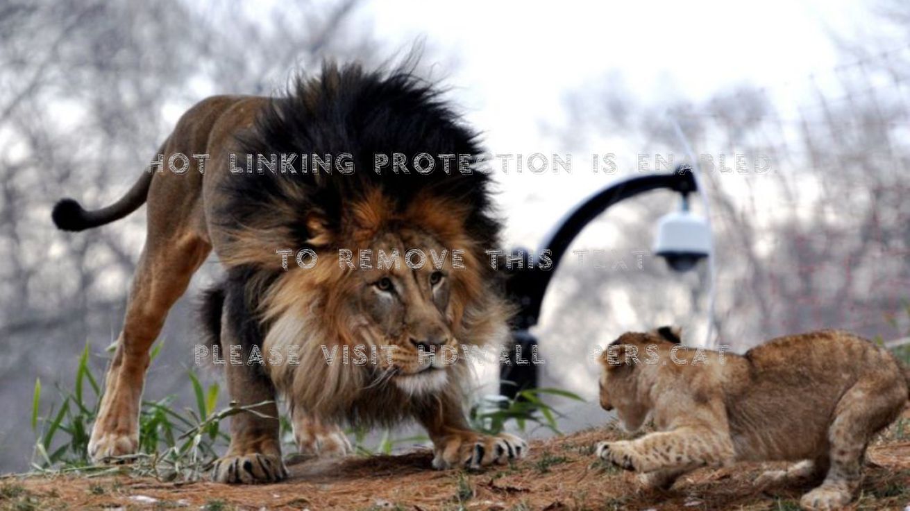 Lion Dynamic - 1311x737 Wallpaper - teahub.io