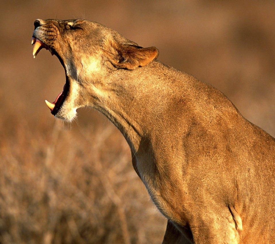 Singa Betina, Singa - Female Lion - 960x854 Wallpaper - teahub.io