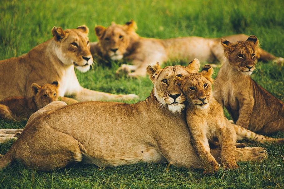 Lioness With Her Cubs - 910x607 Wallpaper - teahub.io