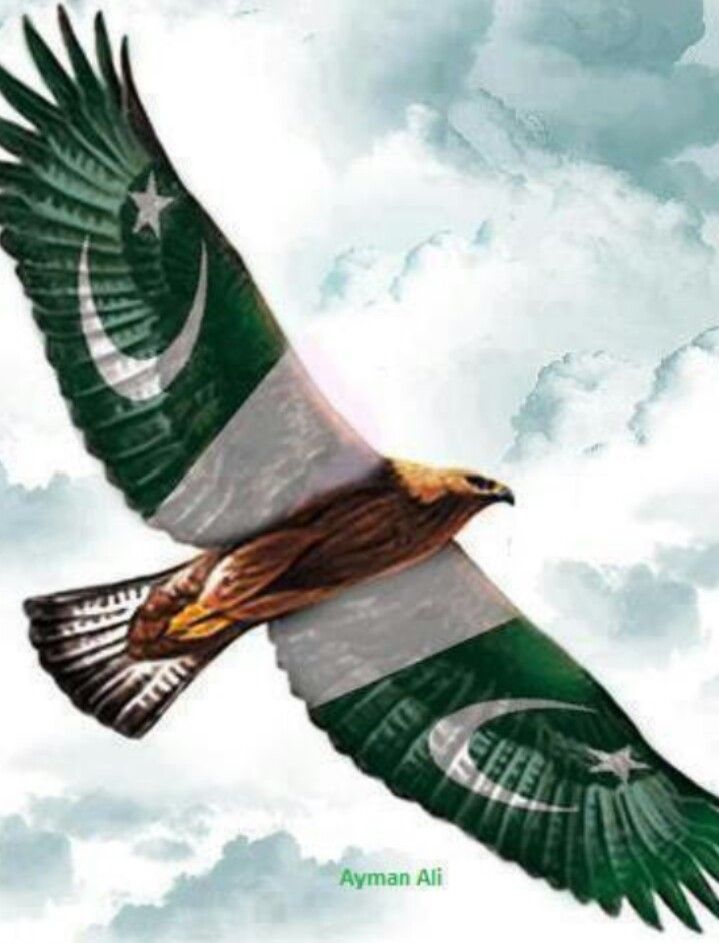 Eagle With Pakistan Flag - 719x943 Wallpaper - teahub.io