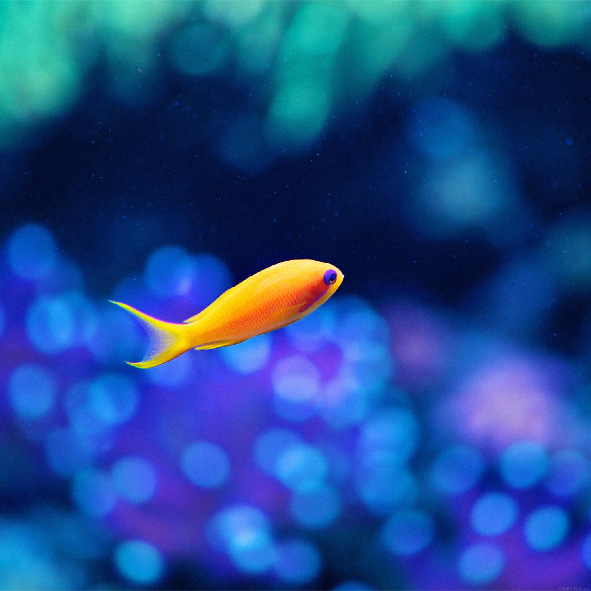 One Fish In The Sea - 2048x2048 Wallpaper - teahub.io