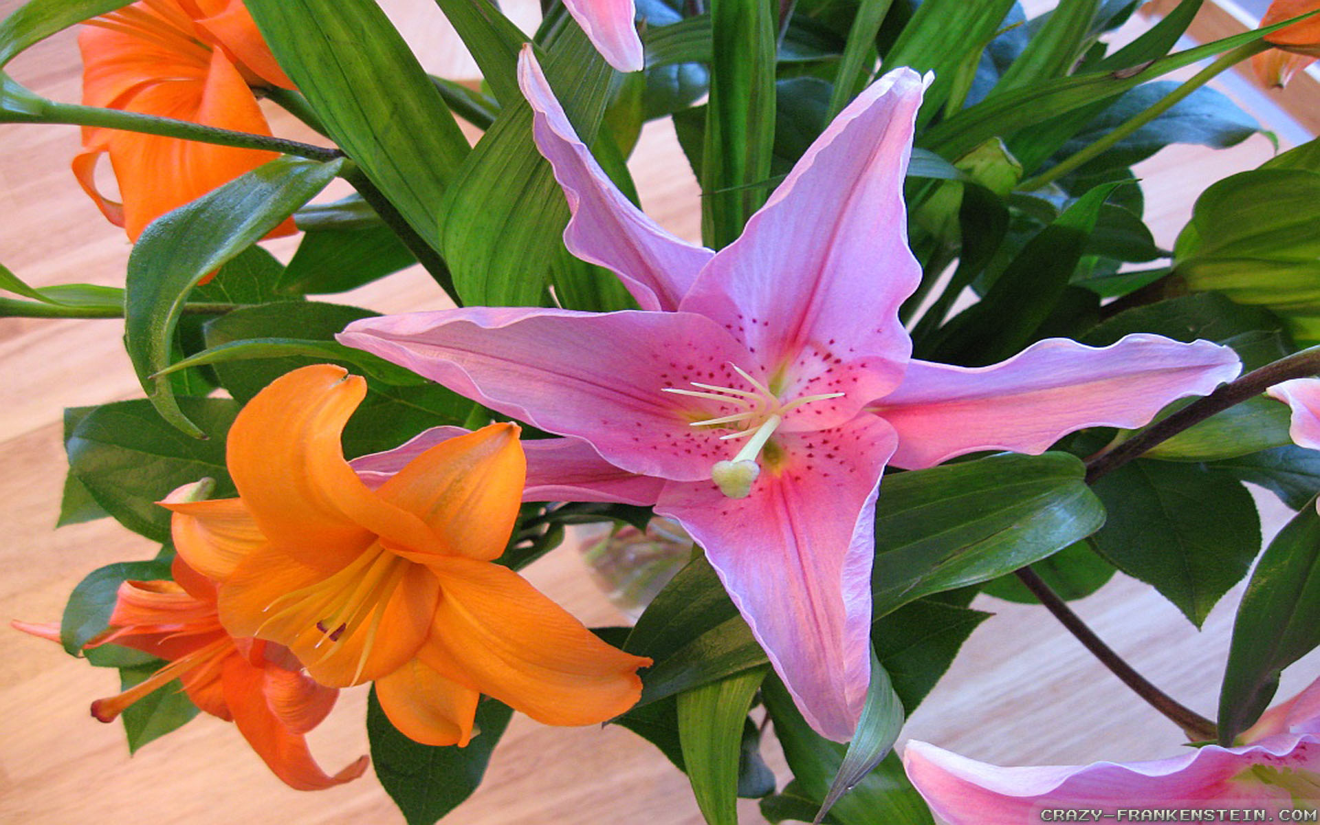 New Flowers Photos 3gp - 1920x1200 Wallpaper - teahub.io