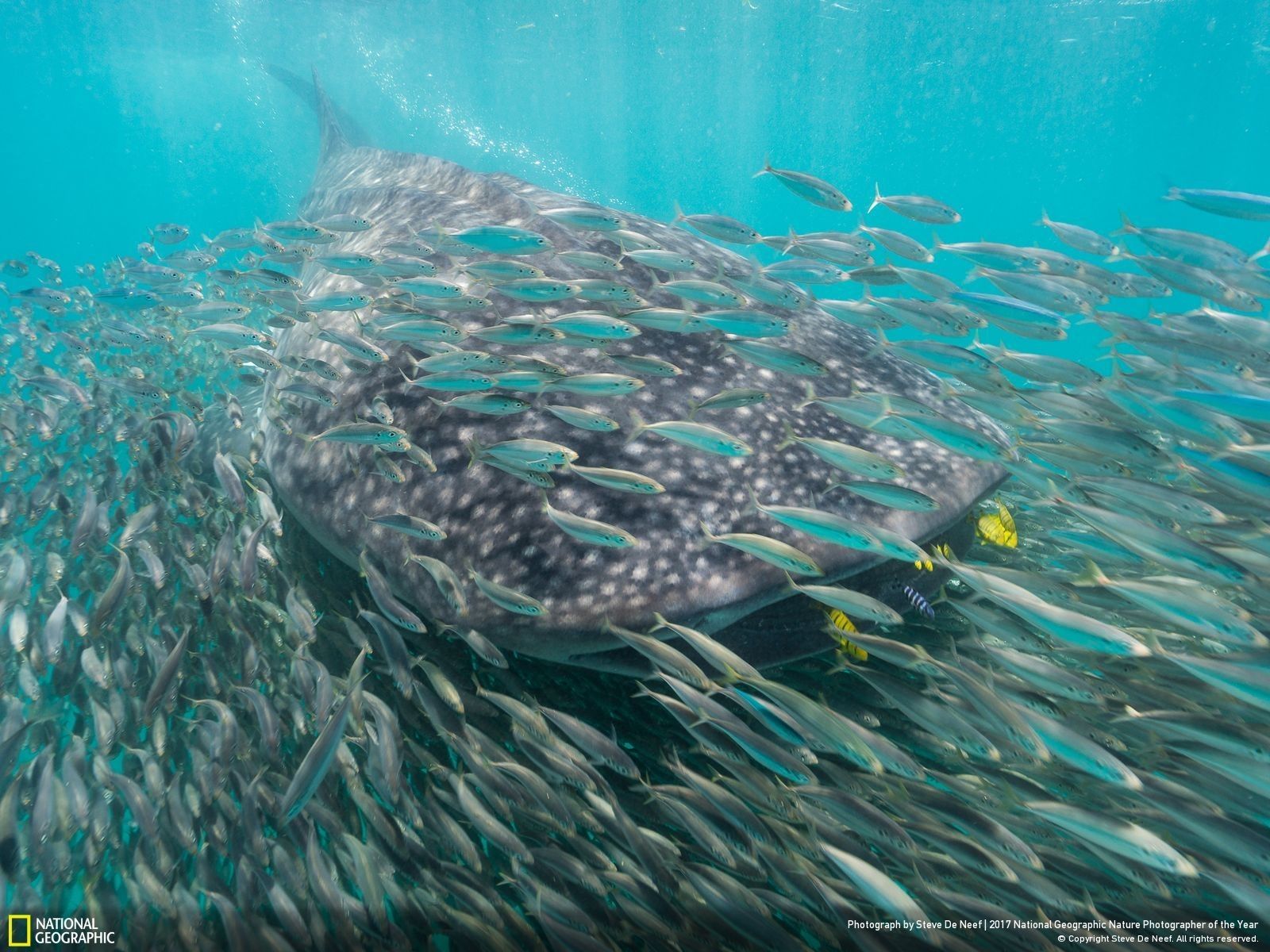 9 Potret Bawah Laut Terbaik 2017 Versi National Geographic - Gerombolan ...
