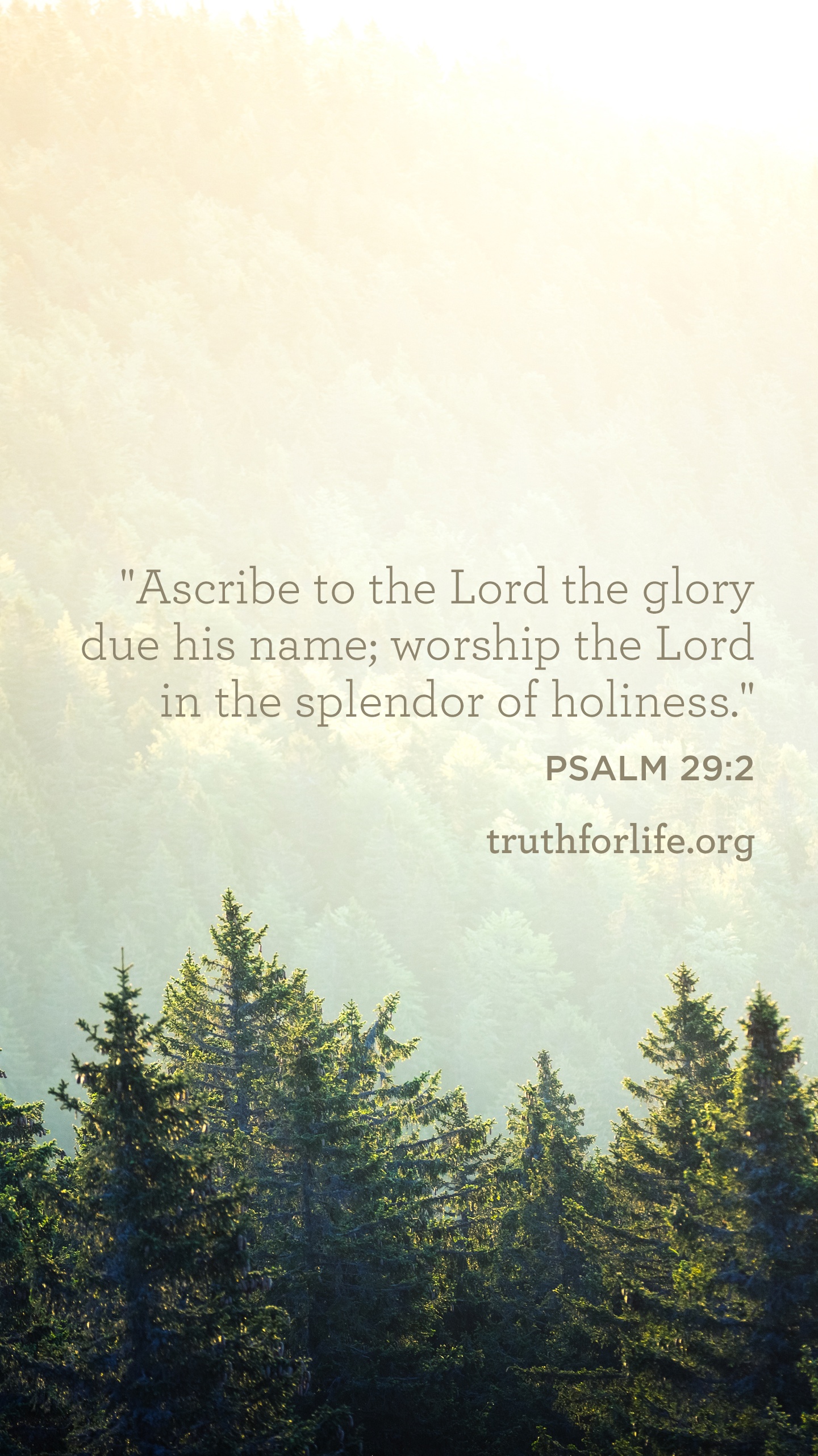 Shortleaf Black Spruce - 1440x2560 Wallpaper - teahub.io