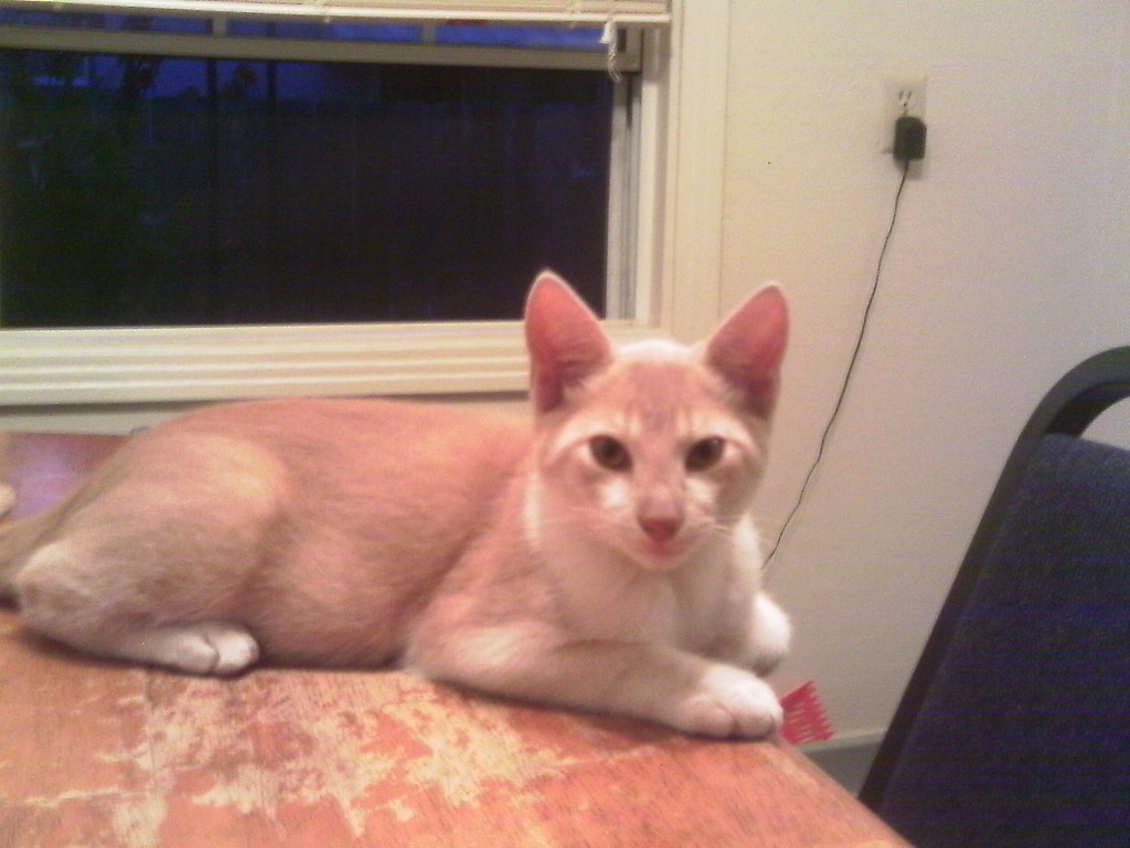 Squitten - 1024x768 Wallpaper - teahub.io