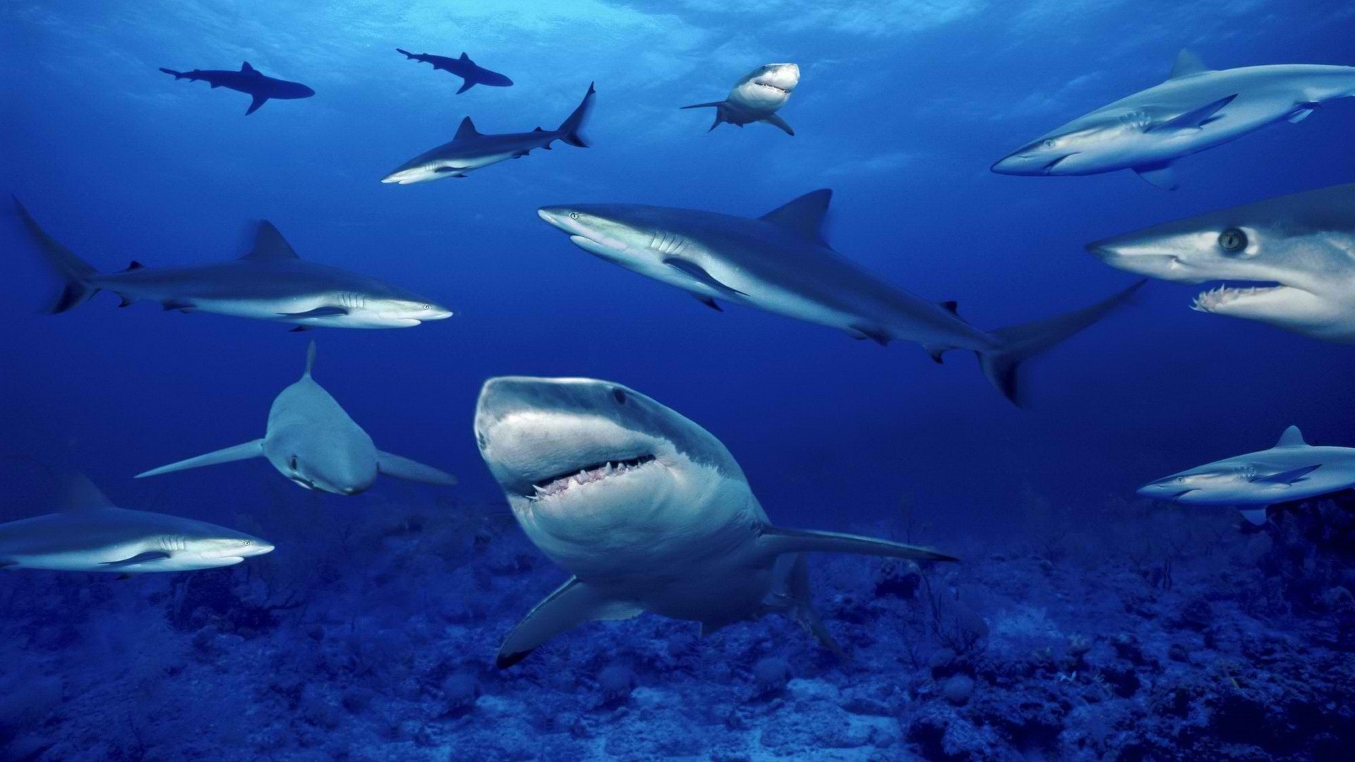 Shark Infested Waters - 1920x1080 Wallpaper - teahub.io