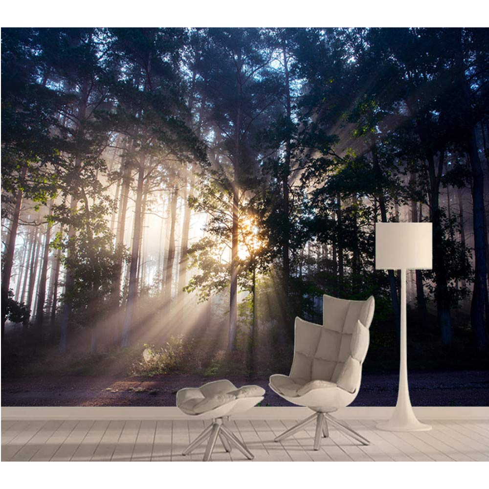 Trees And Sun Rays - 1000x1000 Wallpaper - teahub.io