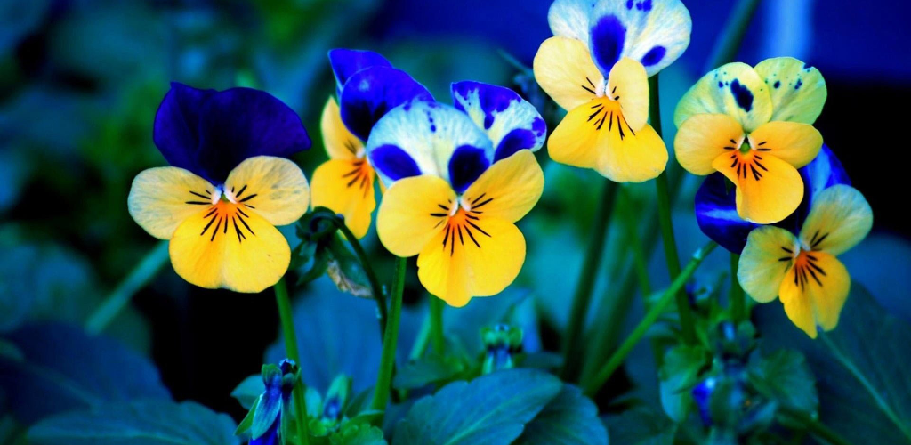 Spring Yellow And Blue Flowers - 1024x500 Wallpaper - teahub.io