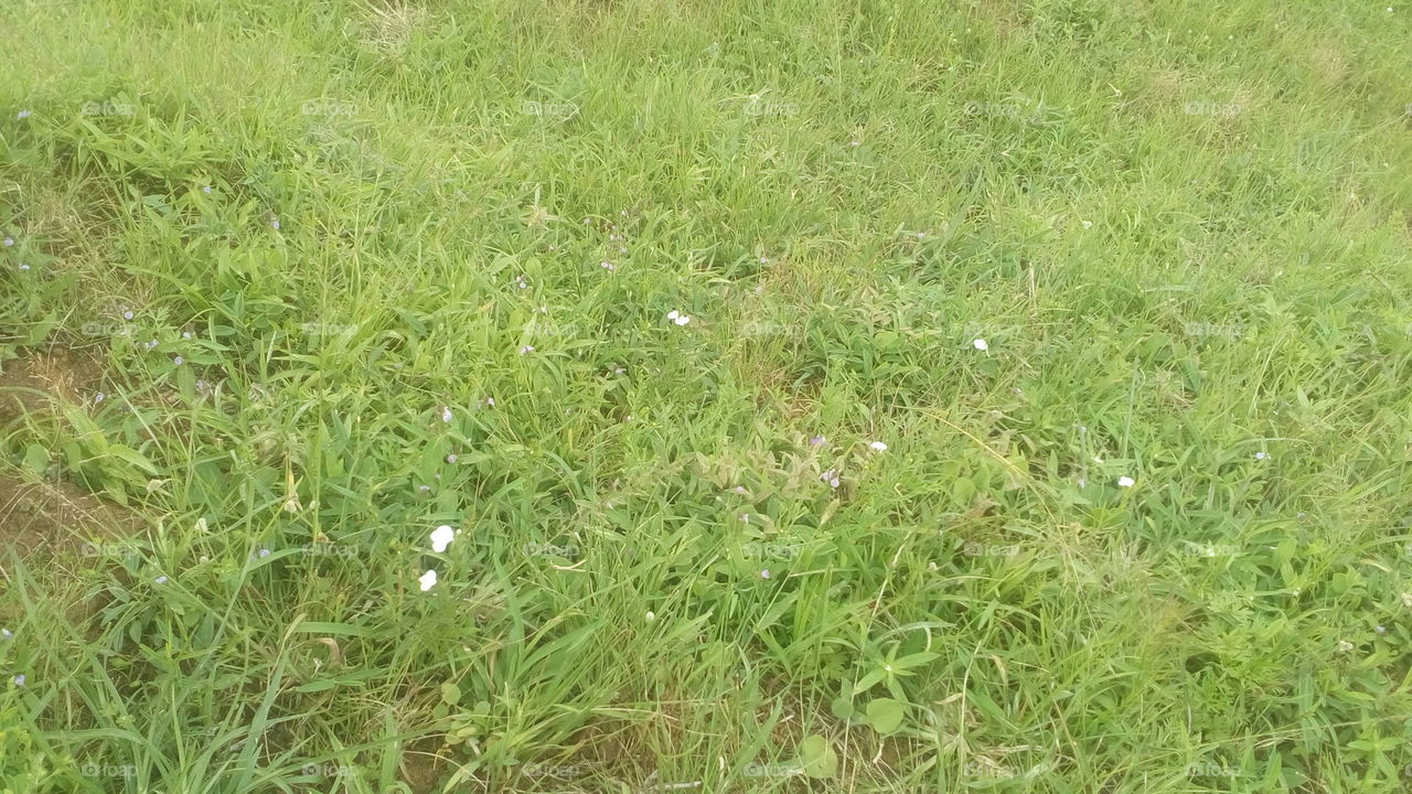 Grass - 1280x720 Wallpaper - teahub.io