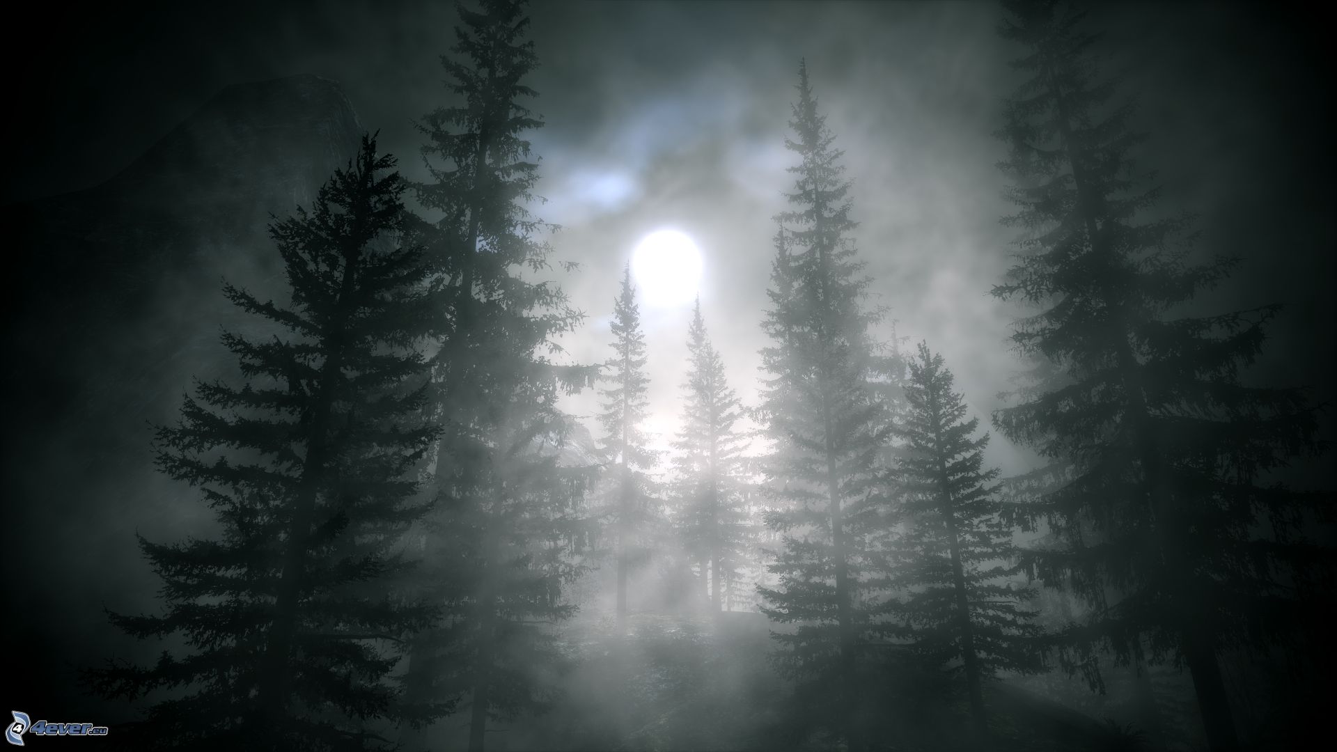 Moonlight In The Forest - 1920x1080 Wallpaper - teahub.io