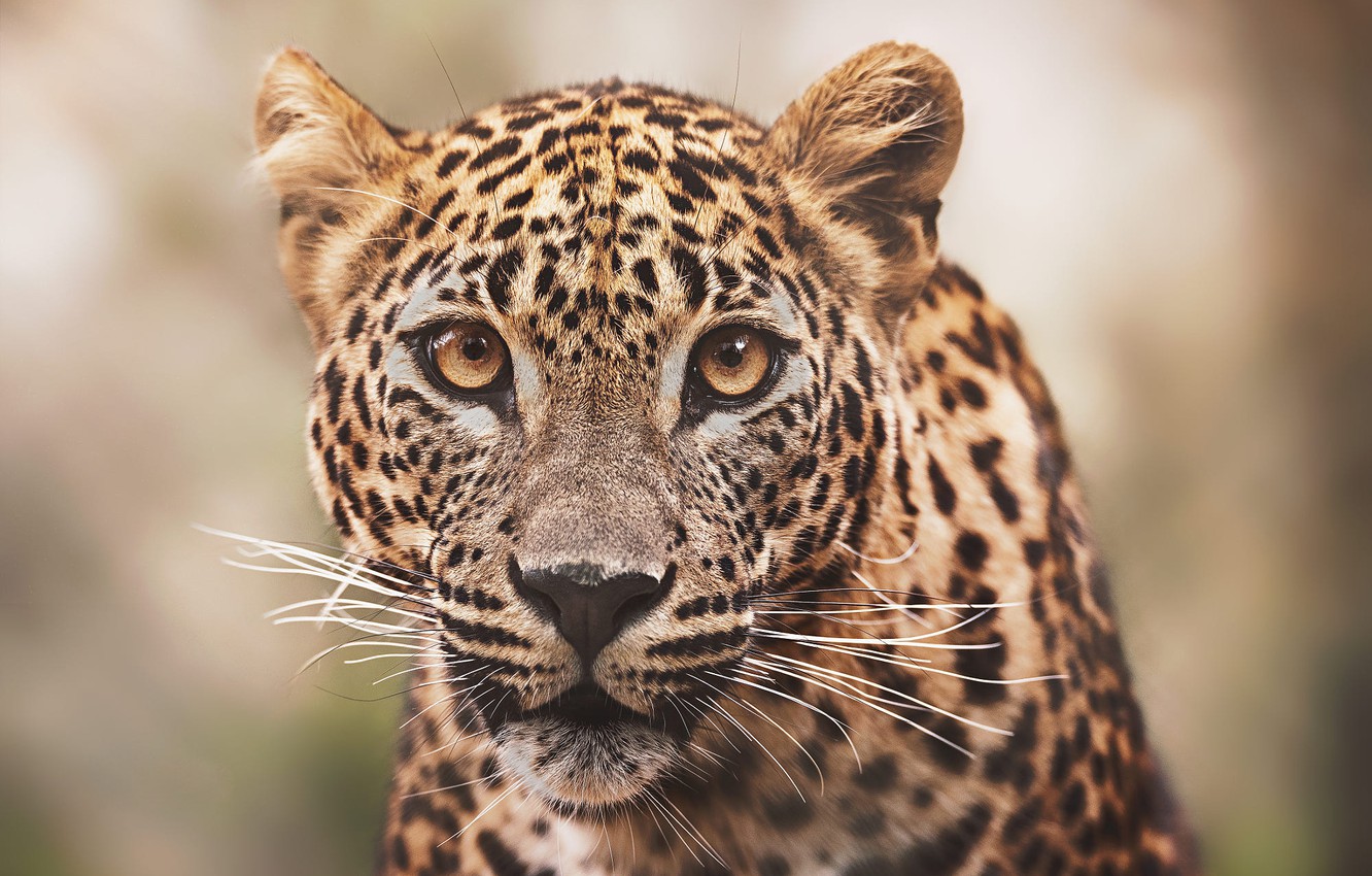 Photo Wallpaper Look, Face, Background, Portrait, Leopard - African ...