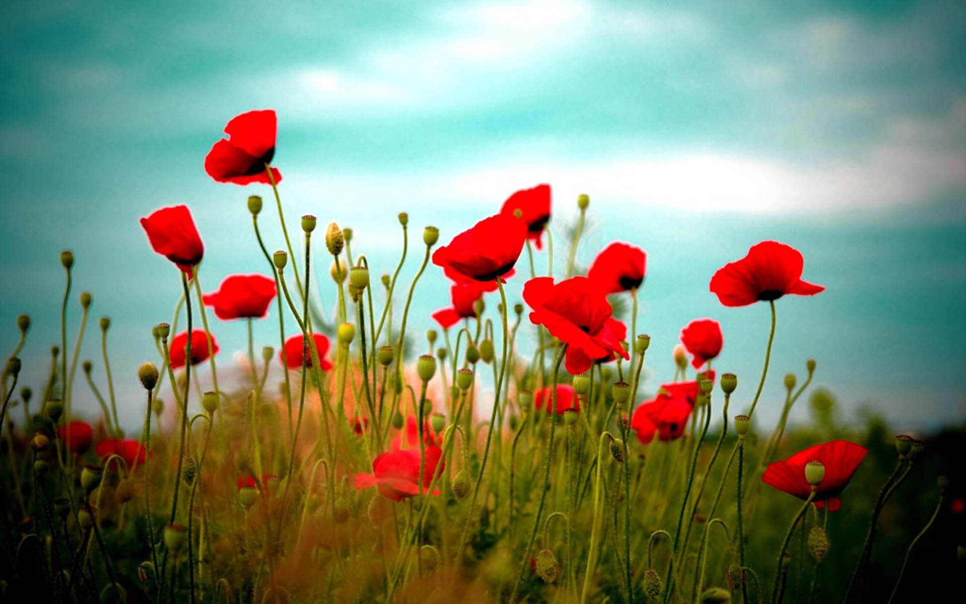 Desktop Backgrounds - 1024x640 Wallpaper - teahub.io