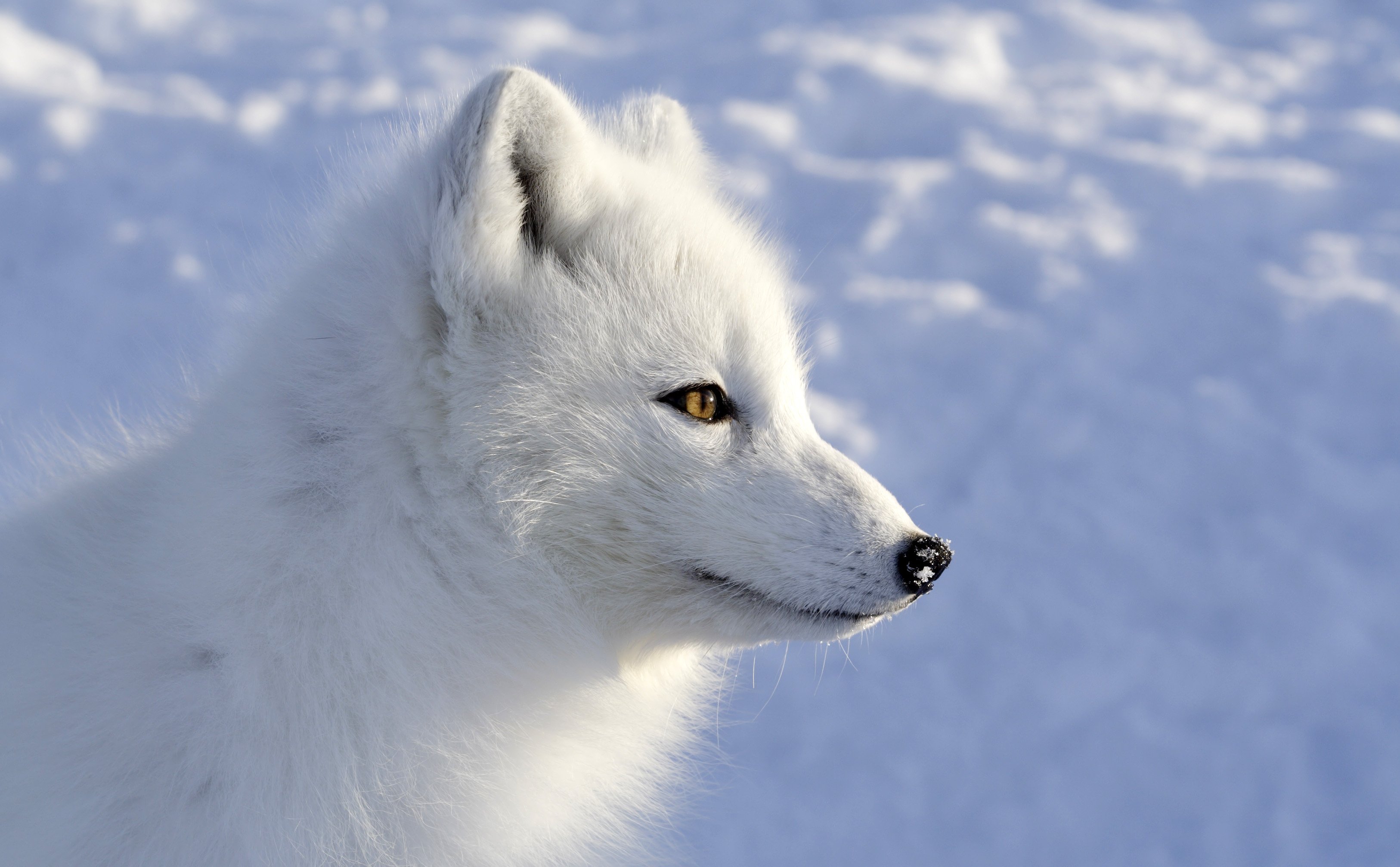 Snow Fox Wallpaper - 3252x2016 Wallpaper - teahub.io