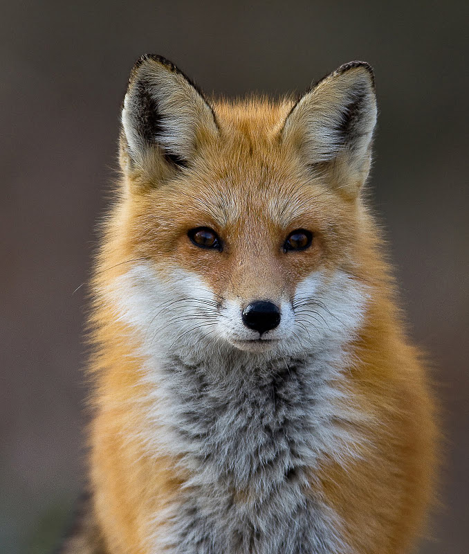 Hits Daily Double - Fox Fun Facts - 678x800 Wallpaper - teahub.io