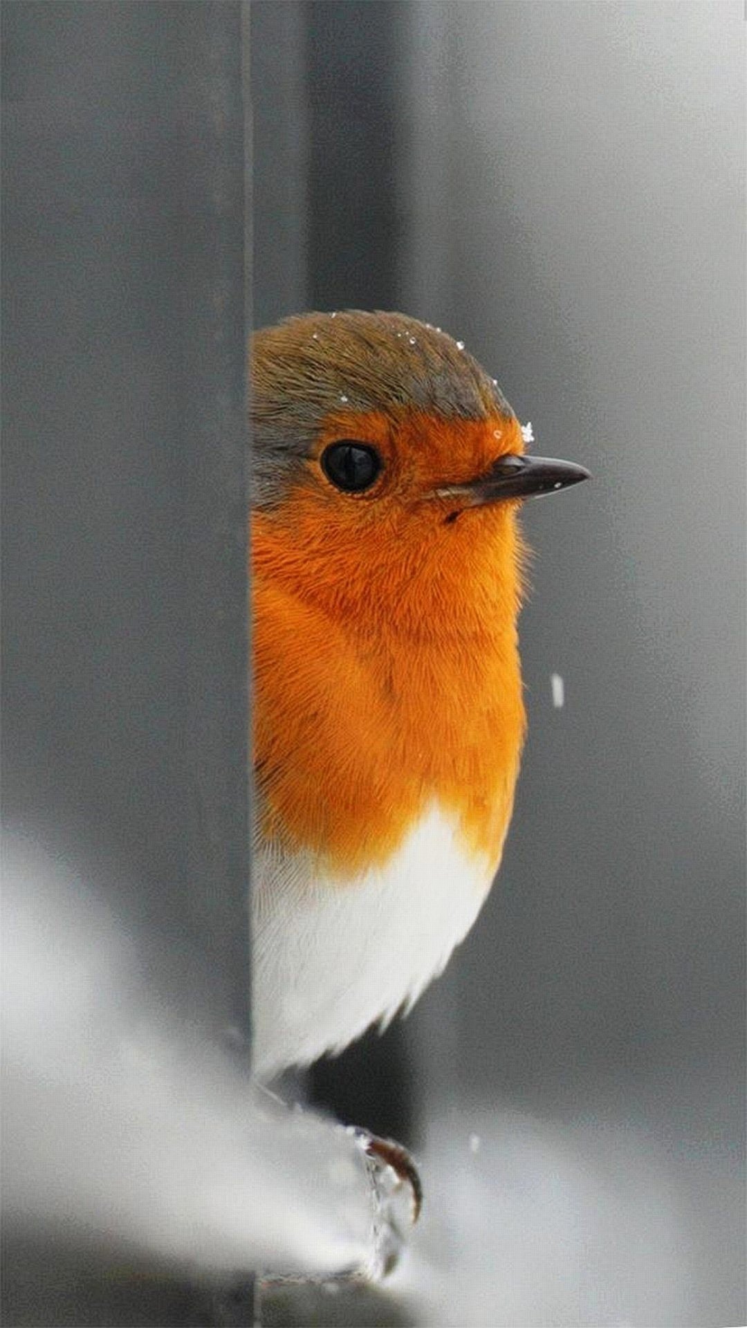 Robin Bird Beautiful - 1080x1920 Wallpaper - teahub.io
