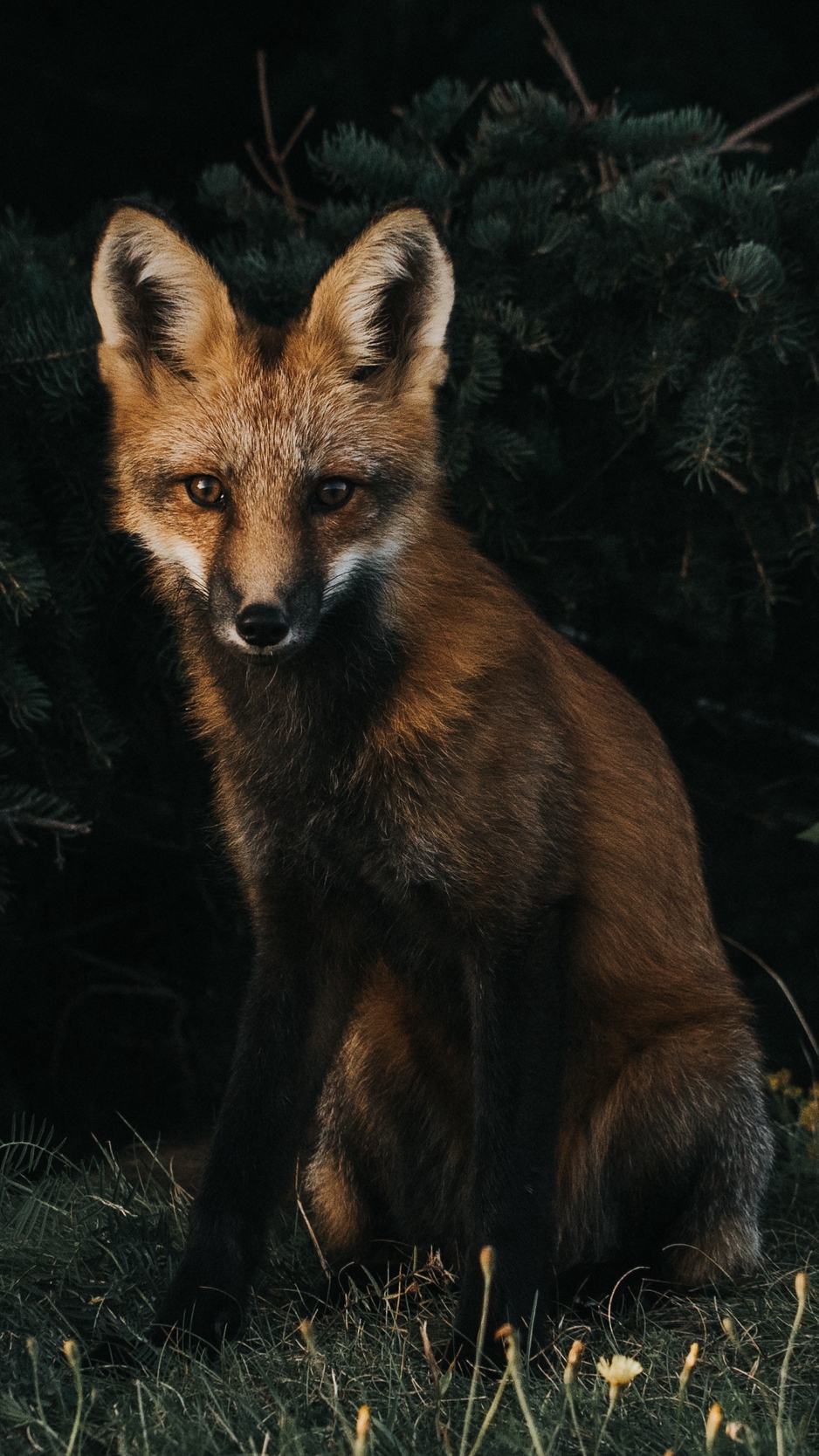Wallpaper Fox, Forest, Grass - Fox In Forest - 938x1668 Wallpaper ...