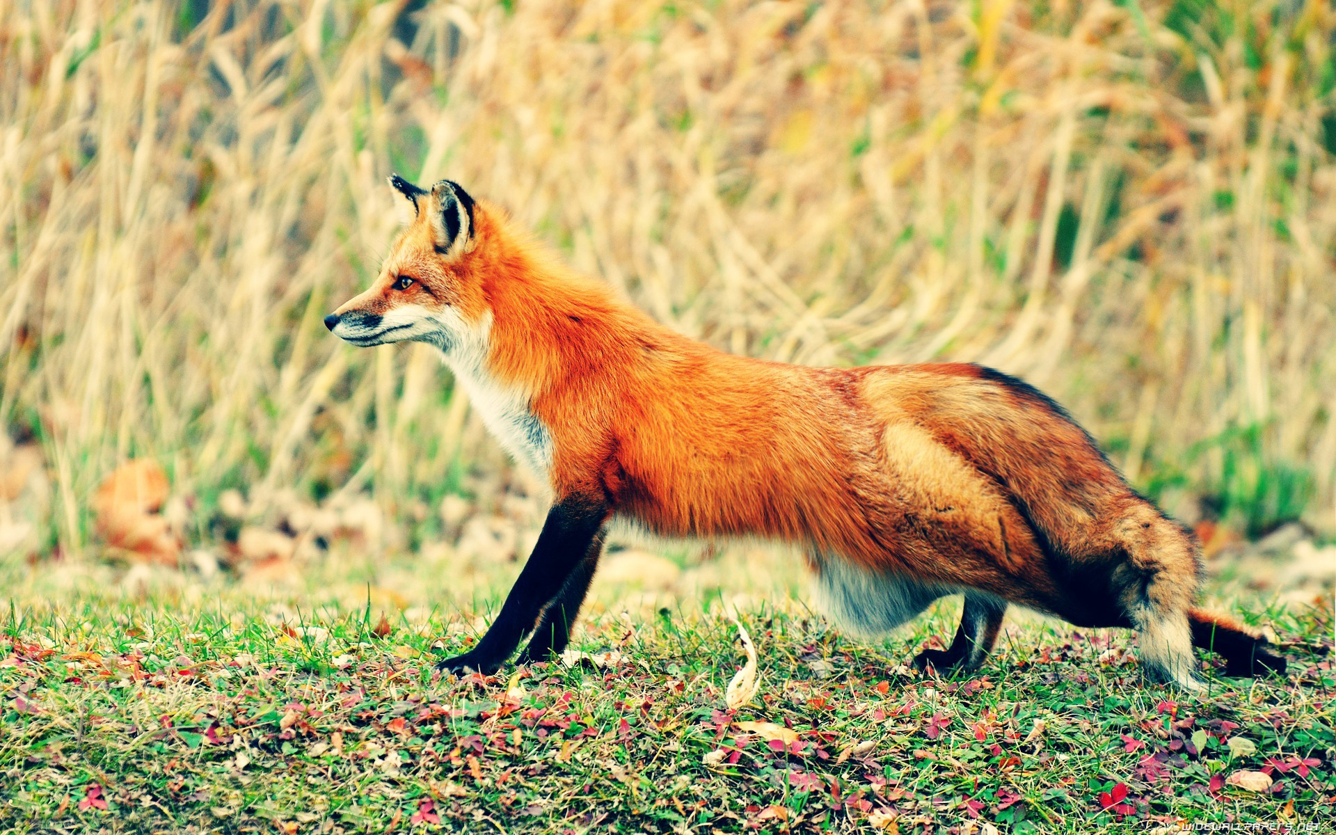 Fox Stretch - 1920x1200 Wallpaper - teahub.io
