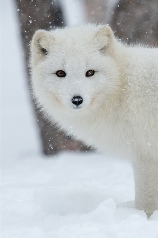 White Wolf Cub In Snow - 640x960 Wallpaper - teahub.io