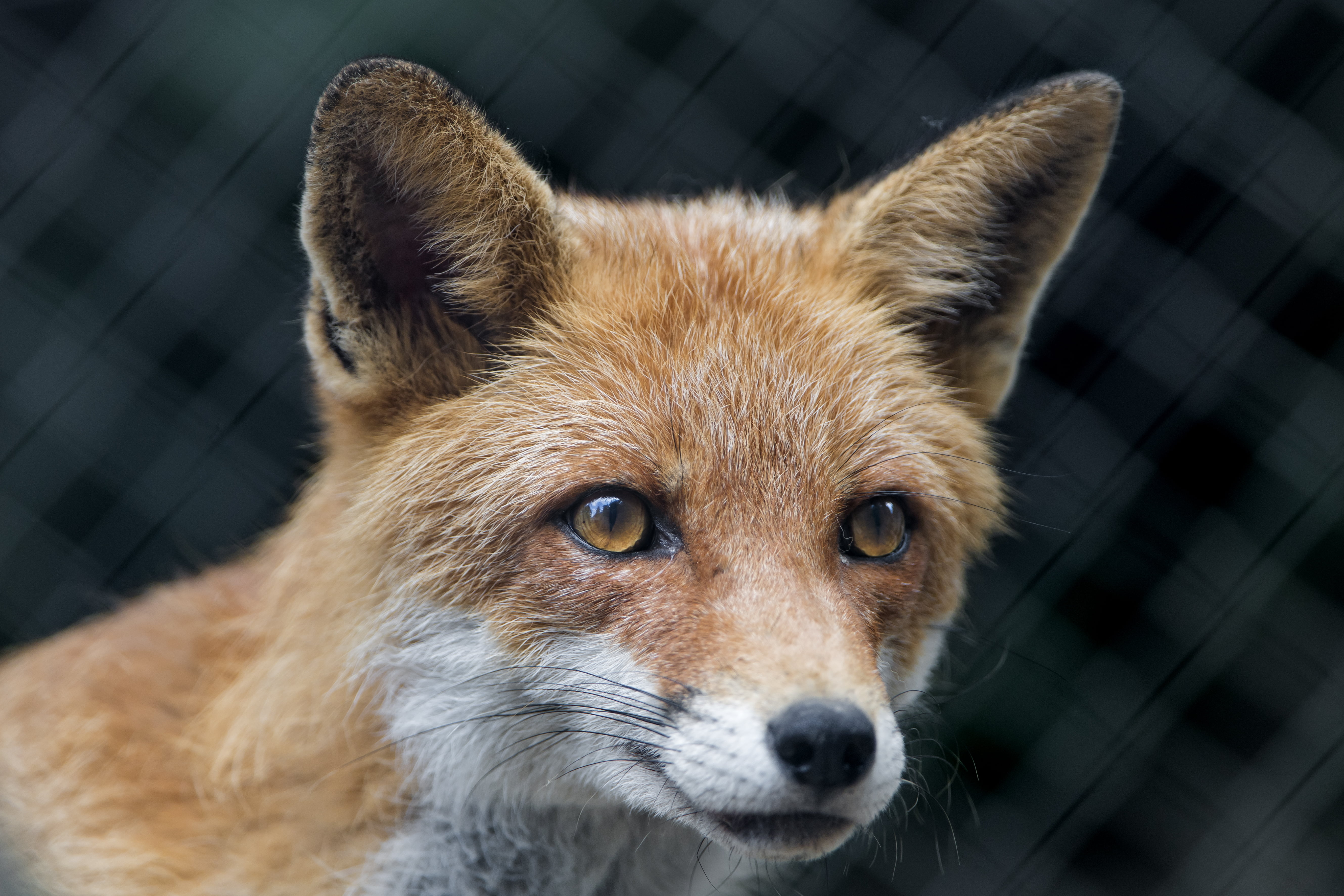Face Fox Close Up - 5318x3545 Wallpaper - teahub.io