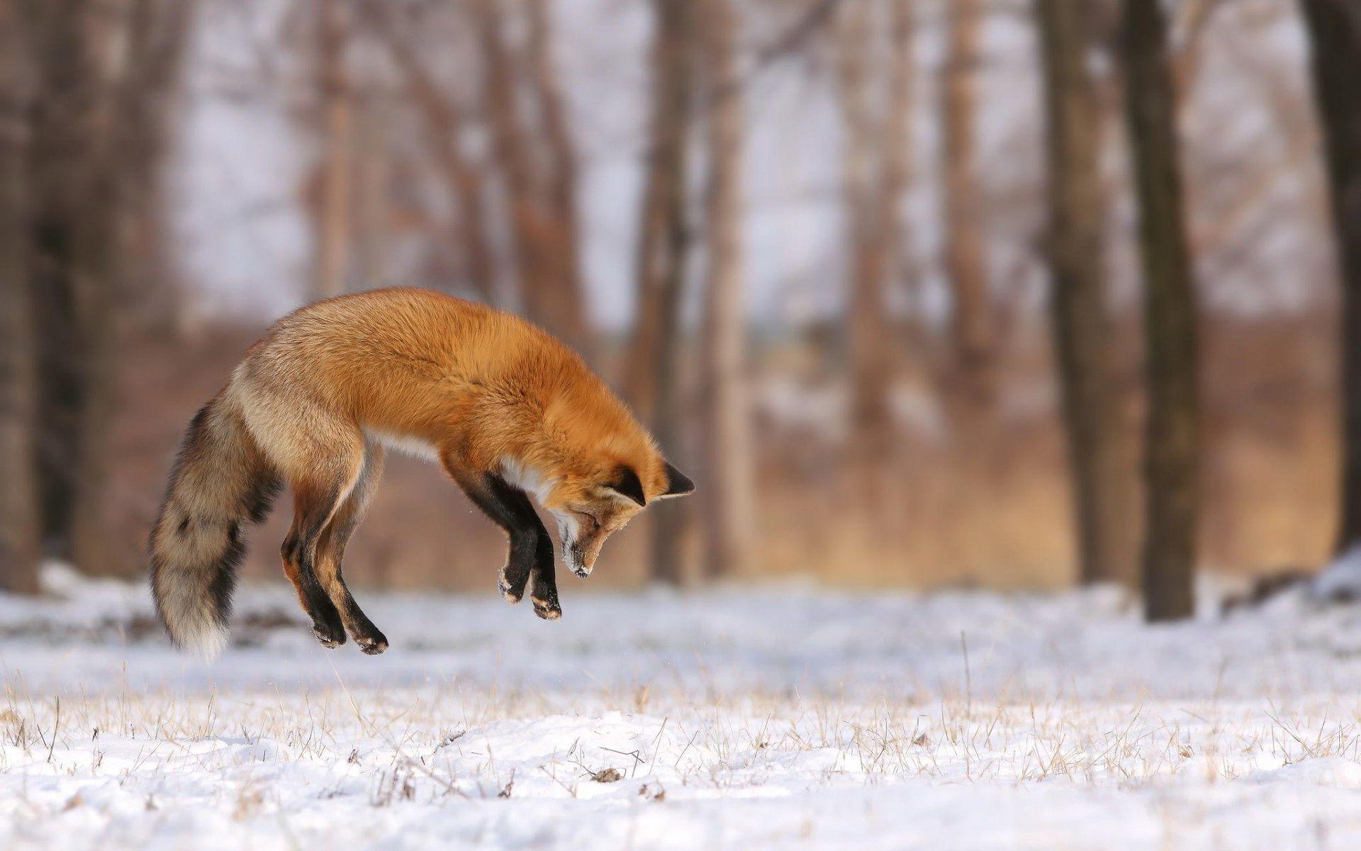 Hd Jumping Fox Wallpaper - Jumping Fox - 1920x1200 Wallpaper - teahub.io