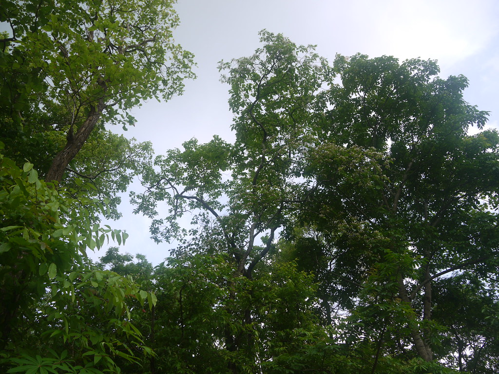 Download Kutaja In Kannada - Teahub.io